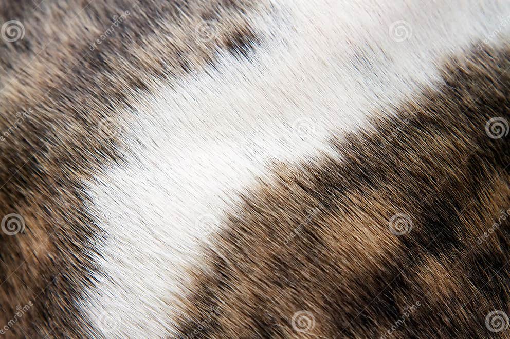 Fur pattern stock photo. Image of blue, brindle, furry - 18845330