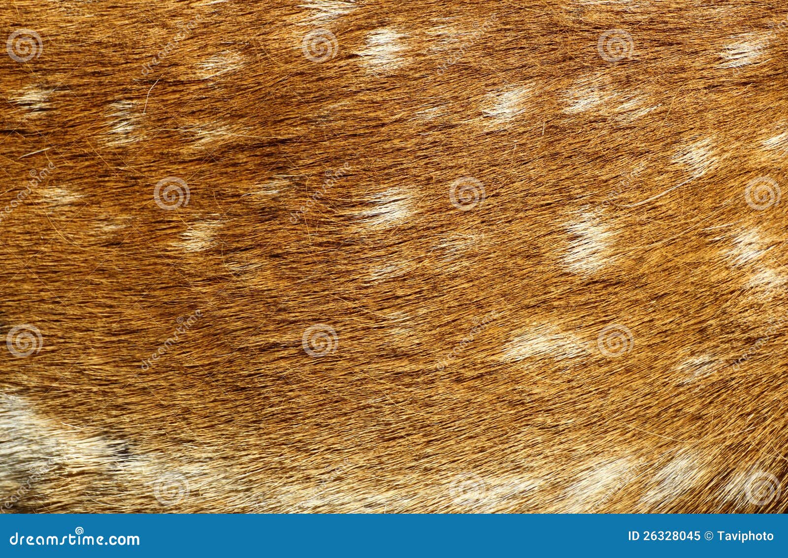 Fur pattern stock image. Image of beautiful, animal, beige - 26328045