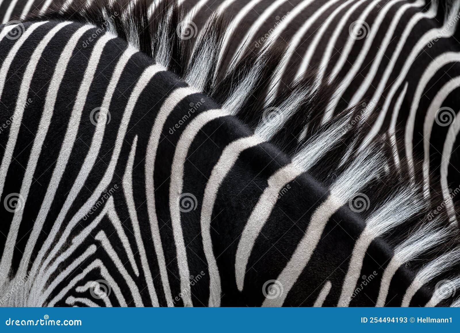 Fur Pattern of Grevyâ€™s Zebras Stock Image - Image of africa, white ...
