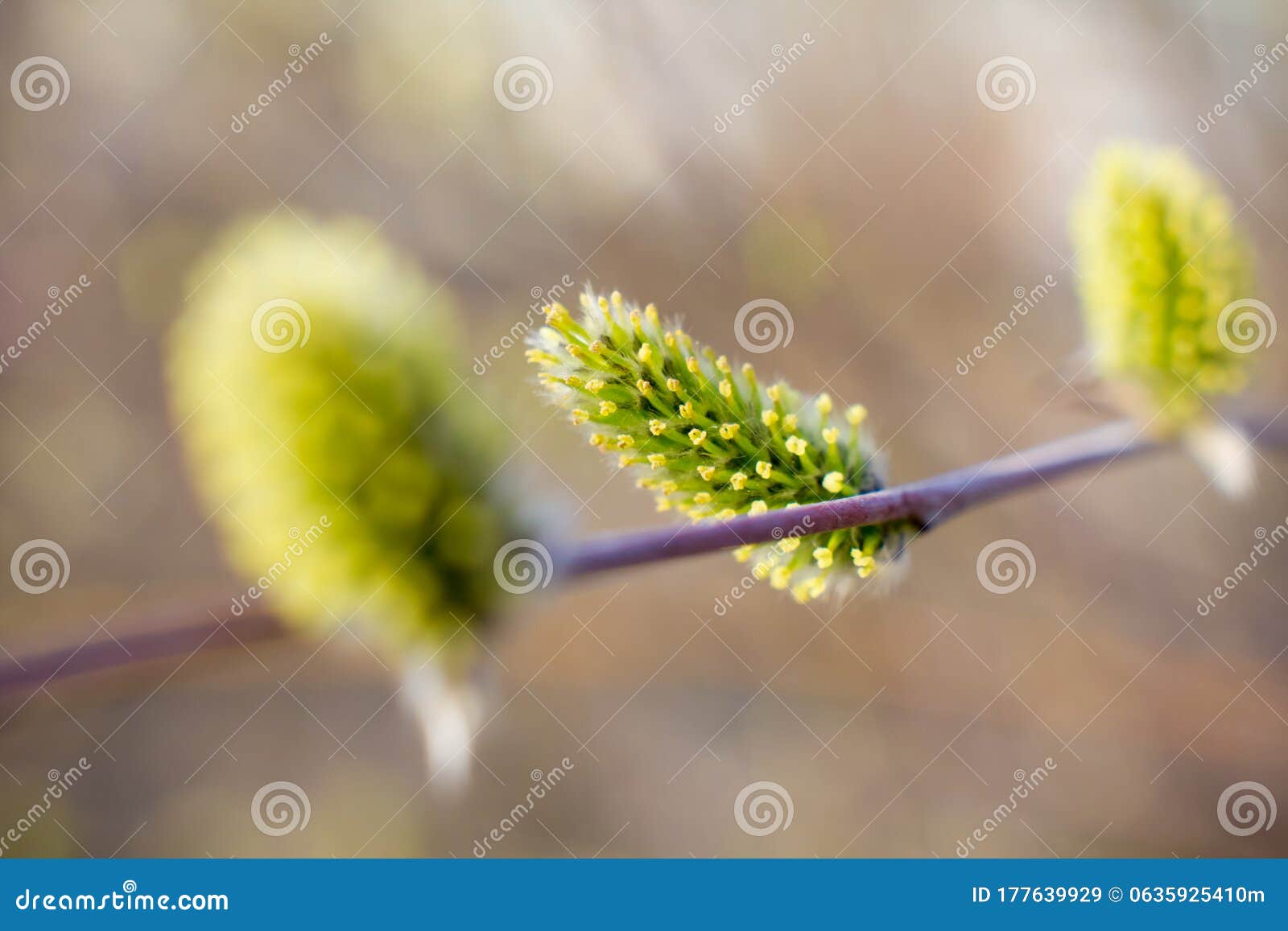 Fur plants in spring bloom stock image. Image of pussywillow - 177639929