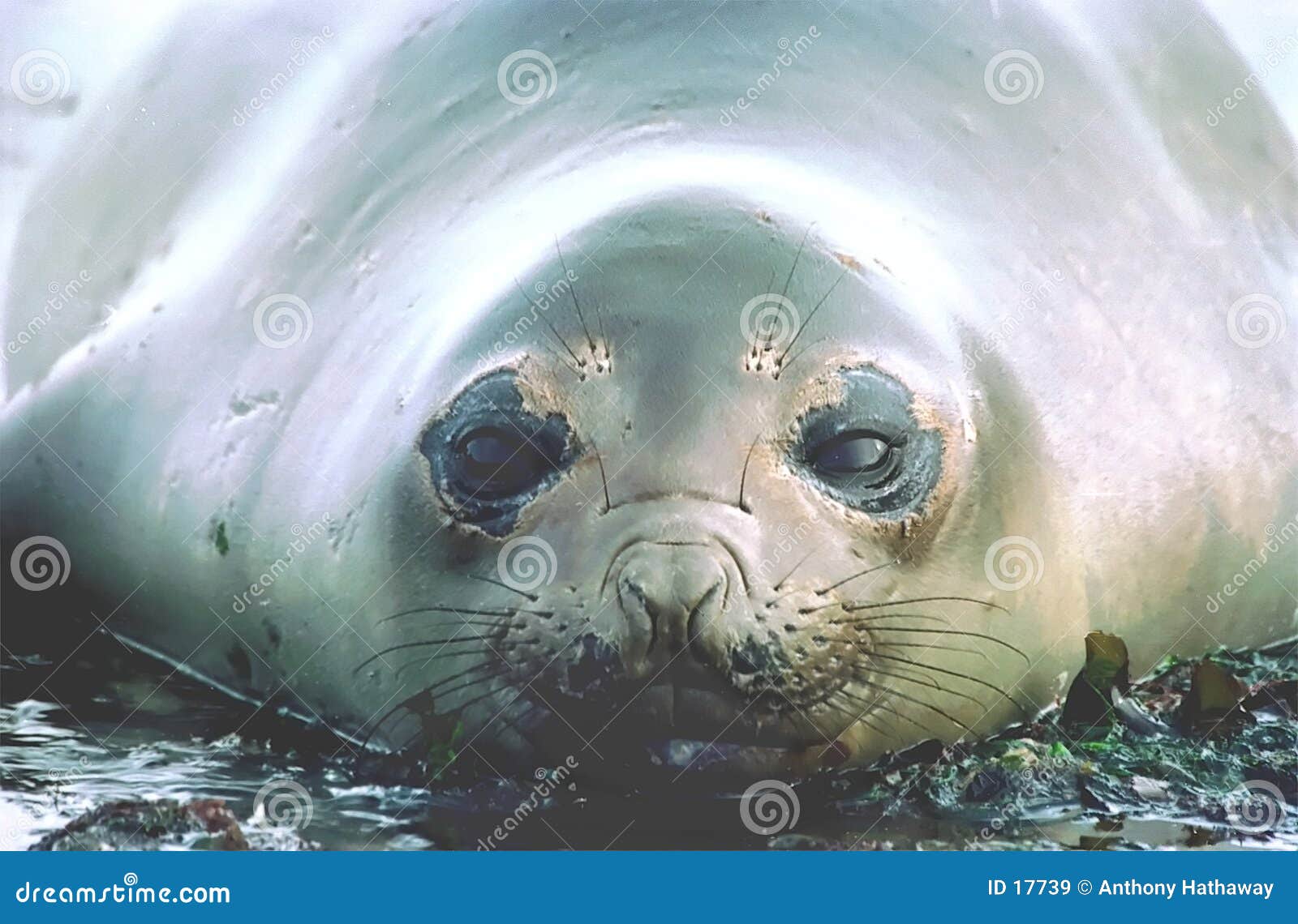 Fur Seal stock image. Image of arctic, feet, pinnipedia - 17739