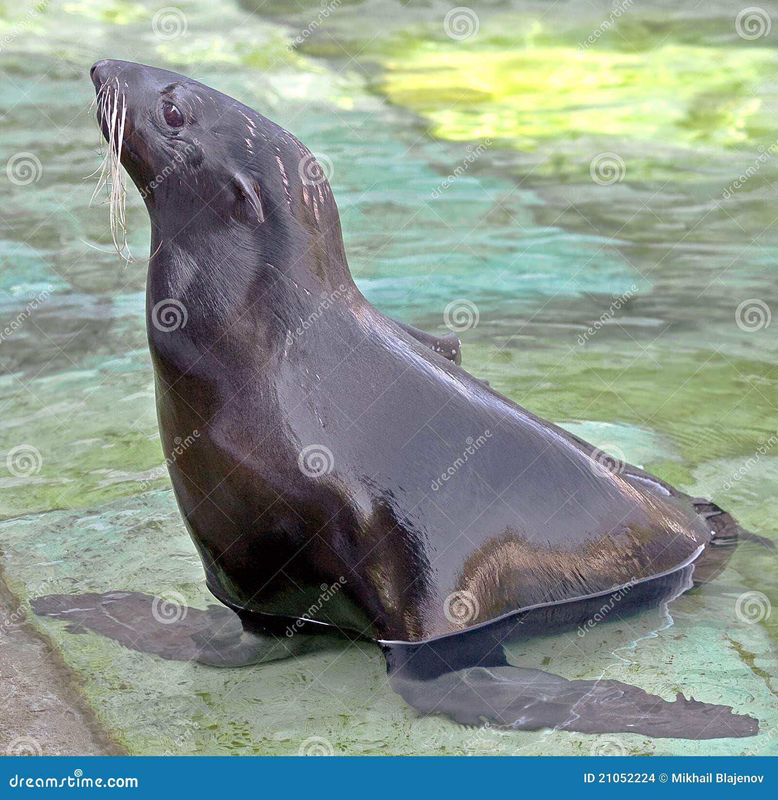 Fur seal 3 stock photo. Image of nature, streamline, animal - 21052224