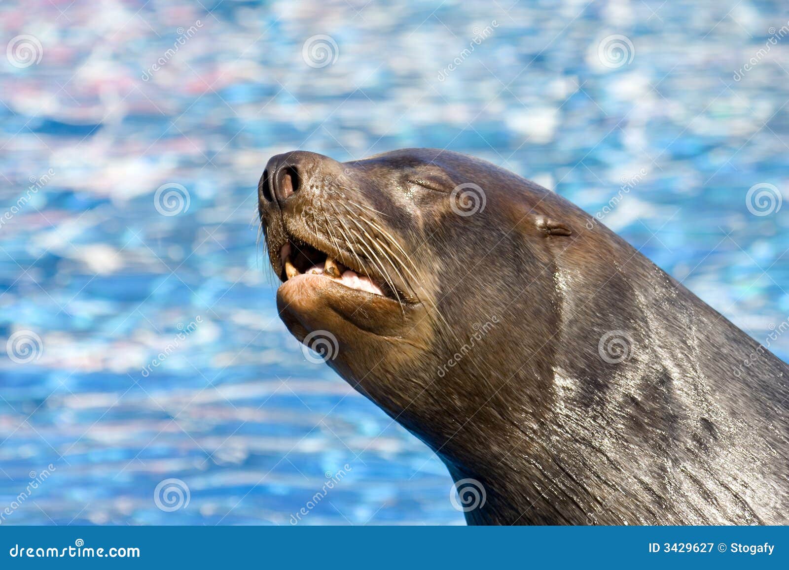 Fur seal 5 stock image. Image of fang, seal, water, nice - 3429627