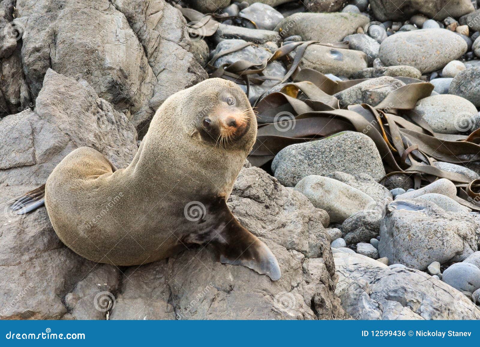 Fur Seal Looking Up stock photo. Image of kelp, rocky - 12599436