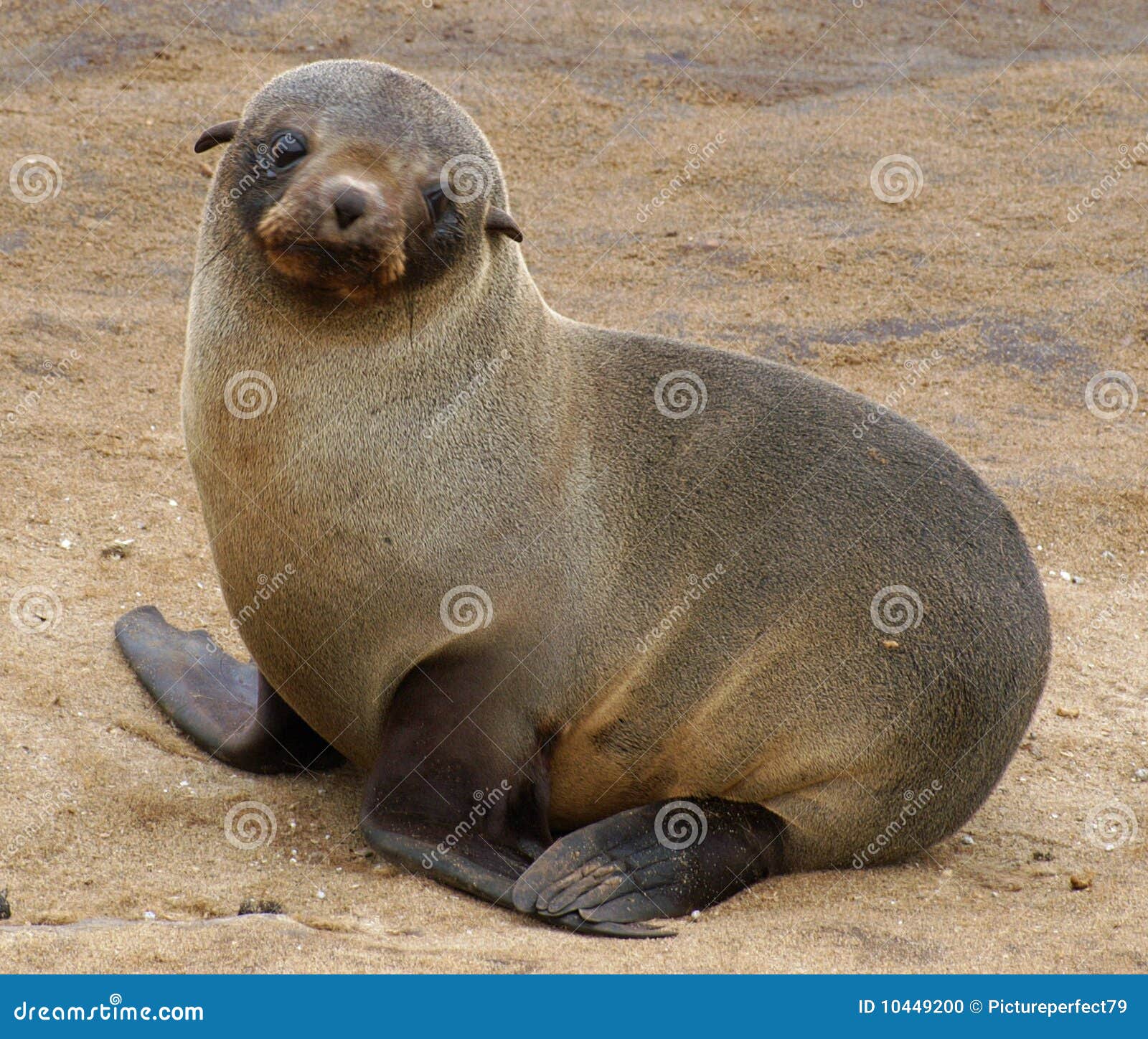 Fur seal pup stock photo. Image of africa, animal, ocean - 10449200