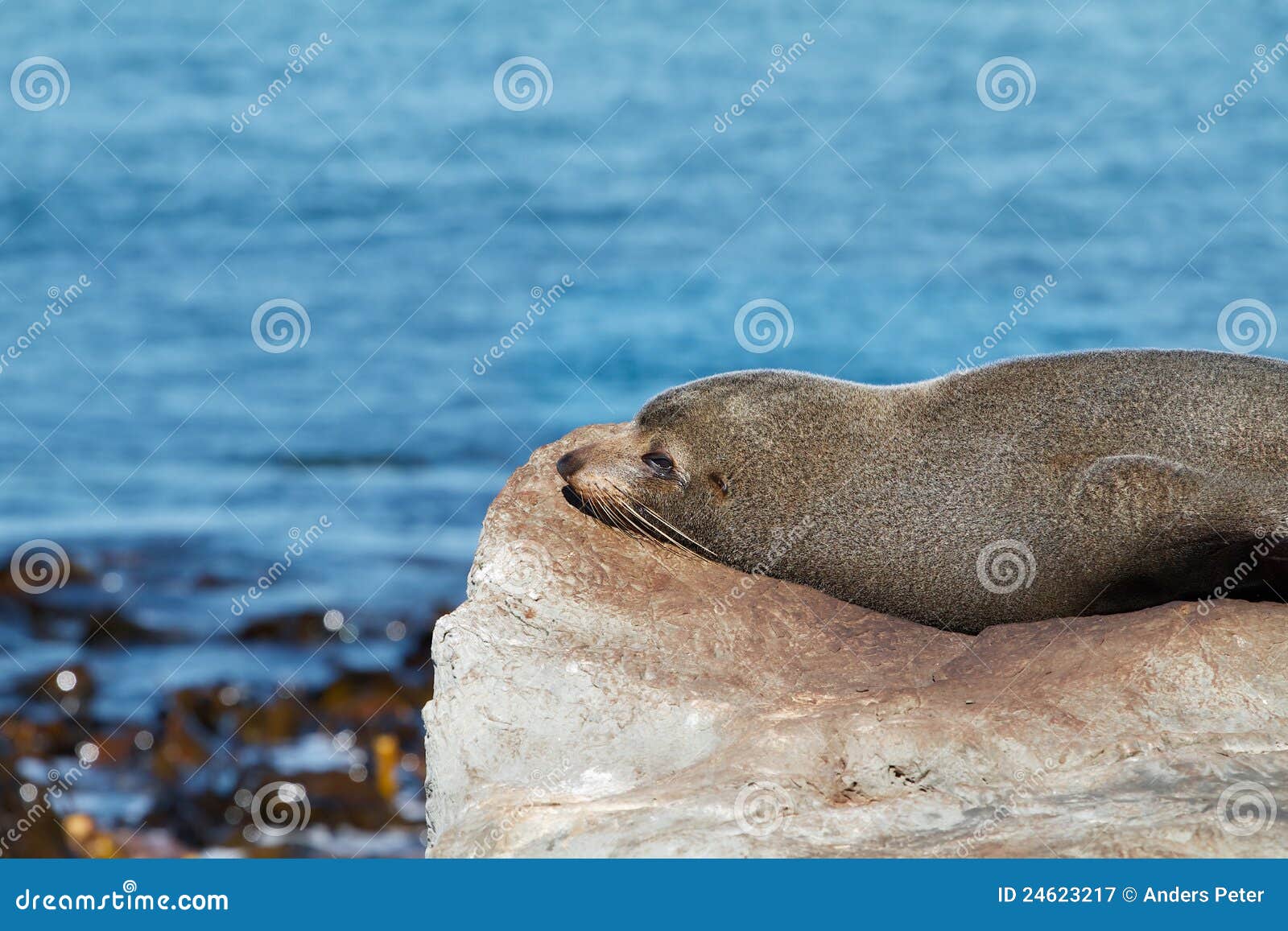 Fur Seal resting stock image. Image of southern, animal - 24623217