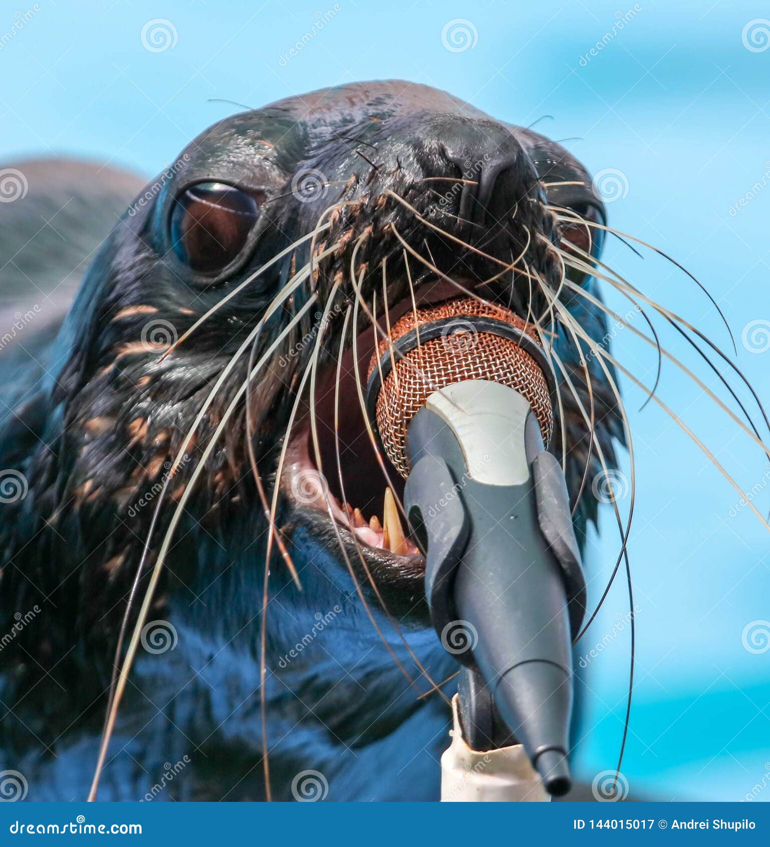 Fur Seal Sings in a Circus Microphone Stock Image - Image of actor ... Fur Seal Sings in a Circus Microphone Stock Image - Image of actor ...