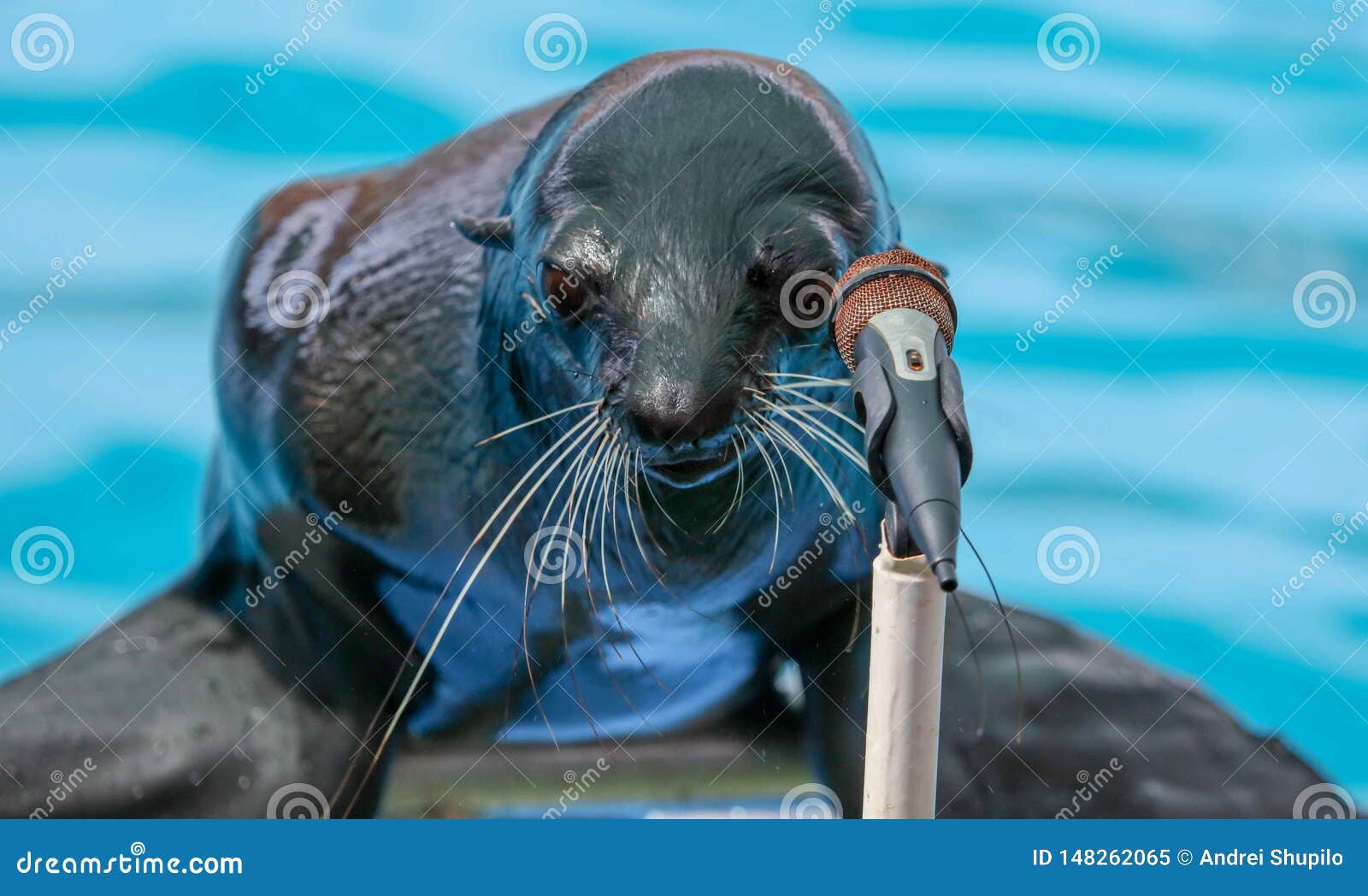 Fur Seal Sings in a Circus Microphone Stock Image - Image of song, pool ... Fur Seal Sings in a Circus Microphone Stock Image - Image of song, pool ...