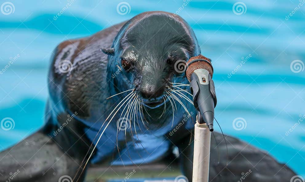 Fur Seal Sings in a Circus Microphone Stock Image - Image of song, pool ...