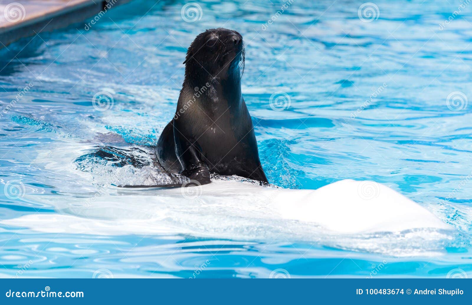 Fur Seal on a White Dolphin in the Pool Stock Photo - Image of float ...