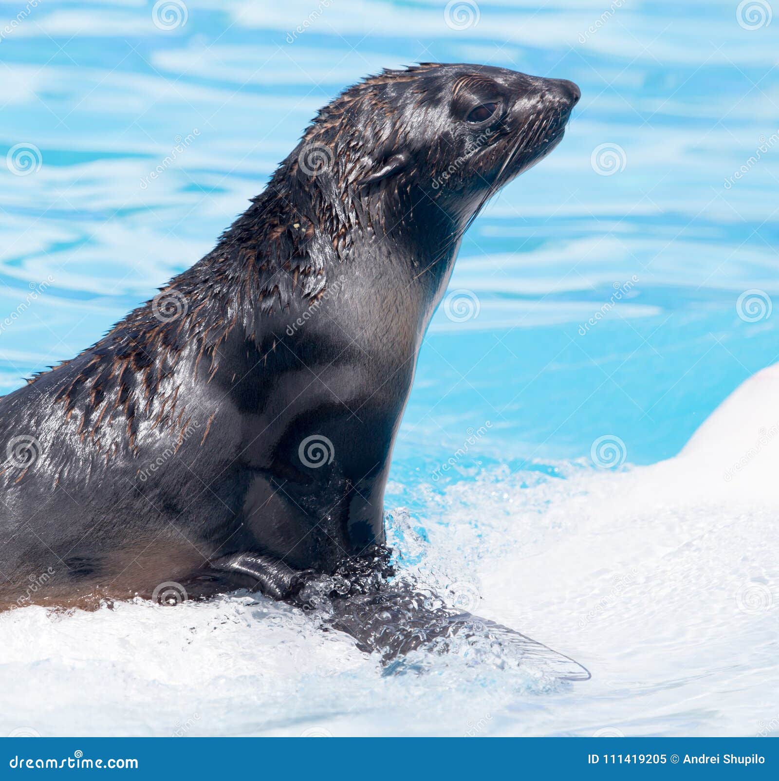 Fur Seal on a White Dolphin in the Pool Stock Image - Image of seal ...