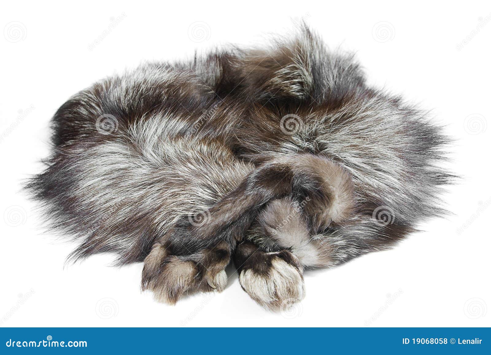Fur silver fox with arms stock photo. Image of collar - 19068058