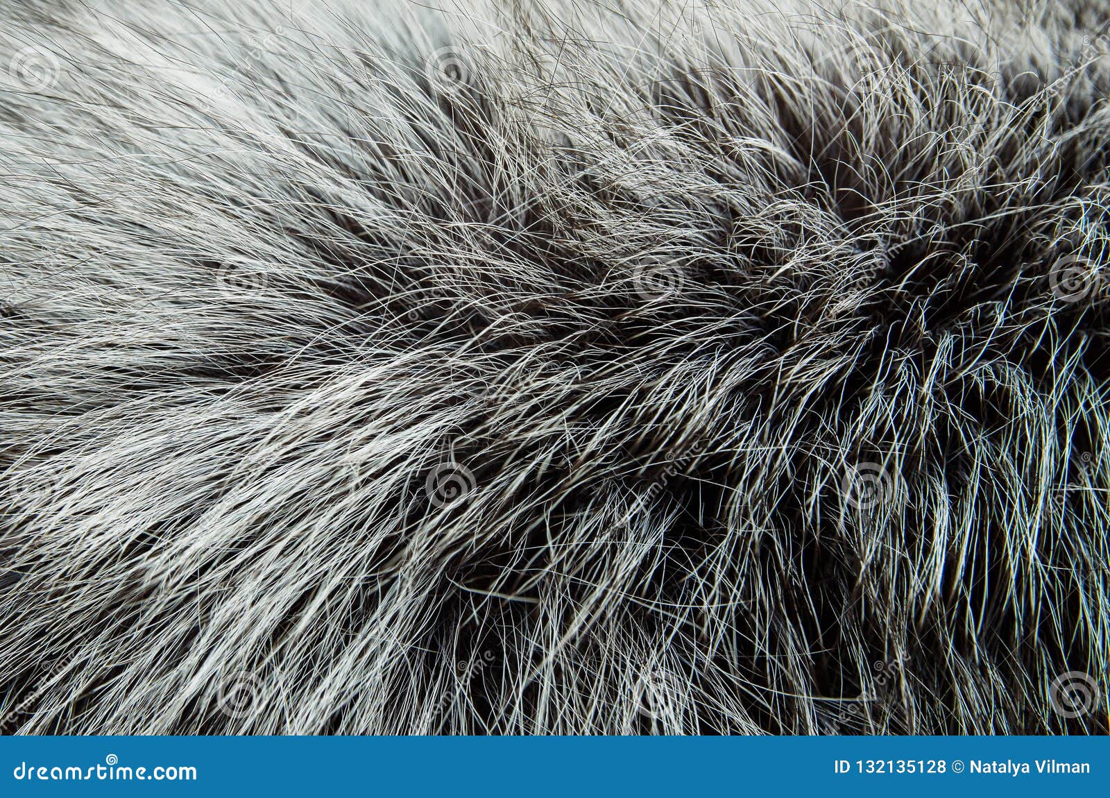 Fur silver fox texture stock photo. Image of macro, natural - 132135128