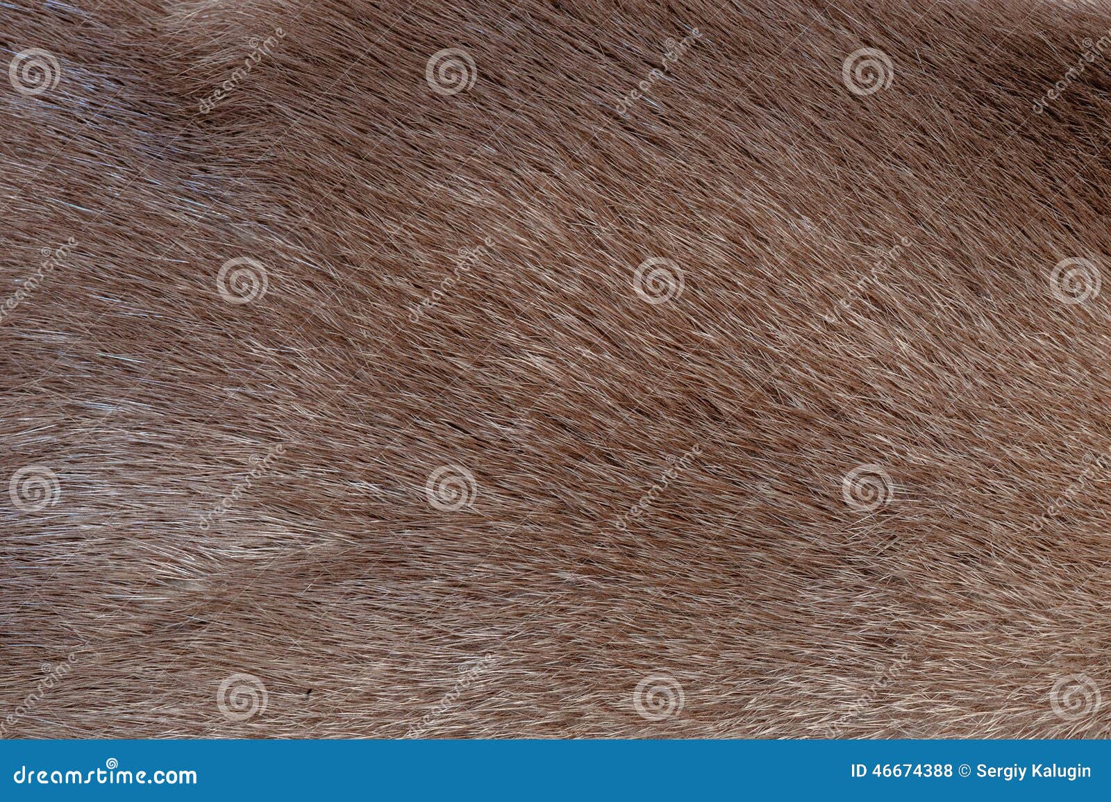 Fur Structure Royalty-Free Stock Image | CartoonDealer.com #46674388