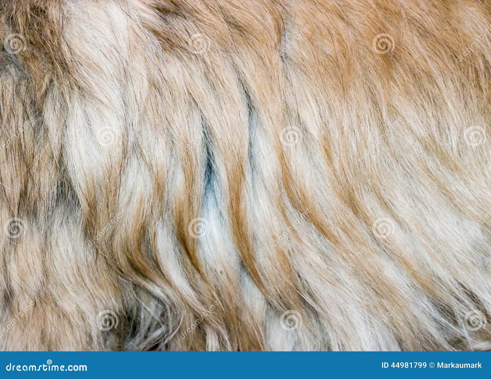 Fur texture. stock image. Image of wildlife, animal, fell - 44981799