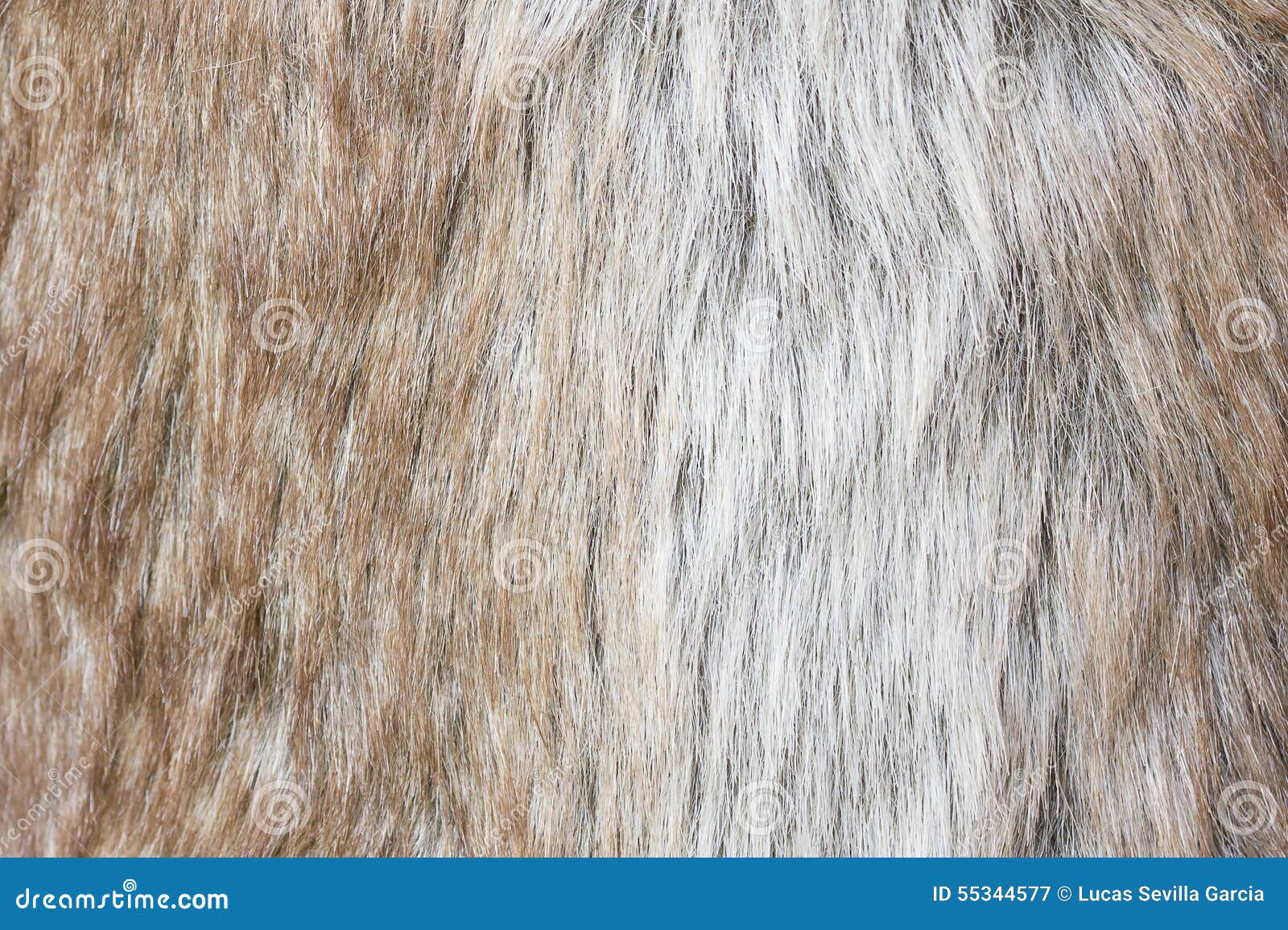 Fur texture stock image. Image of wild, coat, textured - 55344577