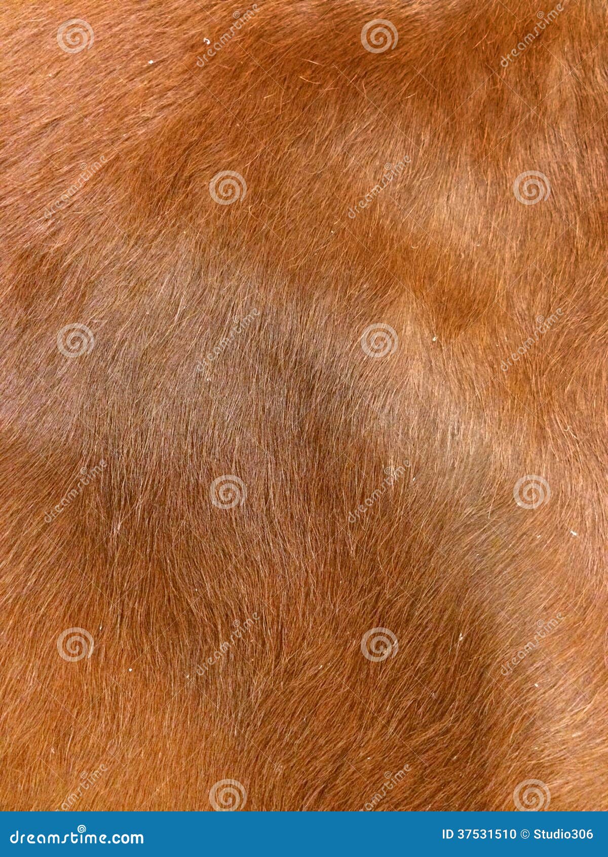 Animal Hyde Texture Stock Photos - Free & Royalty-Free Stock Photos ...