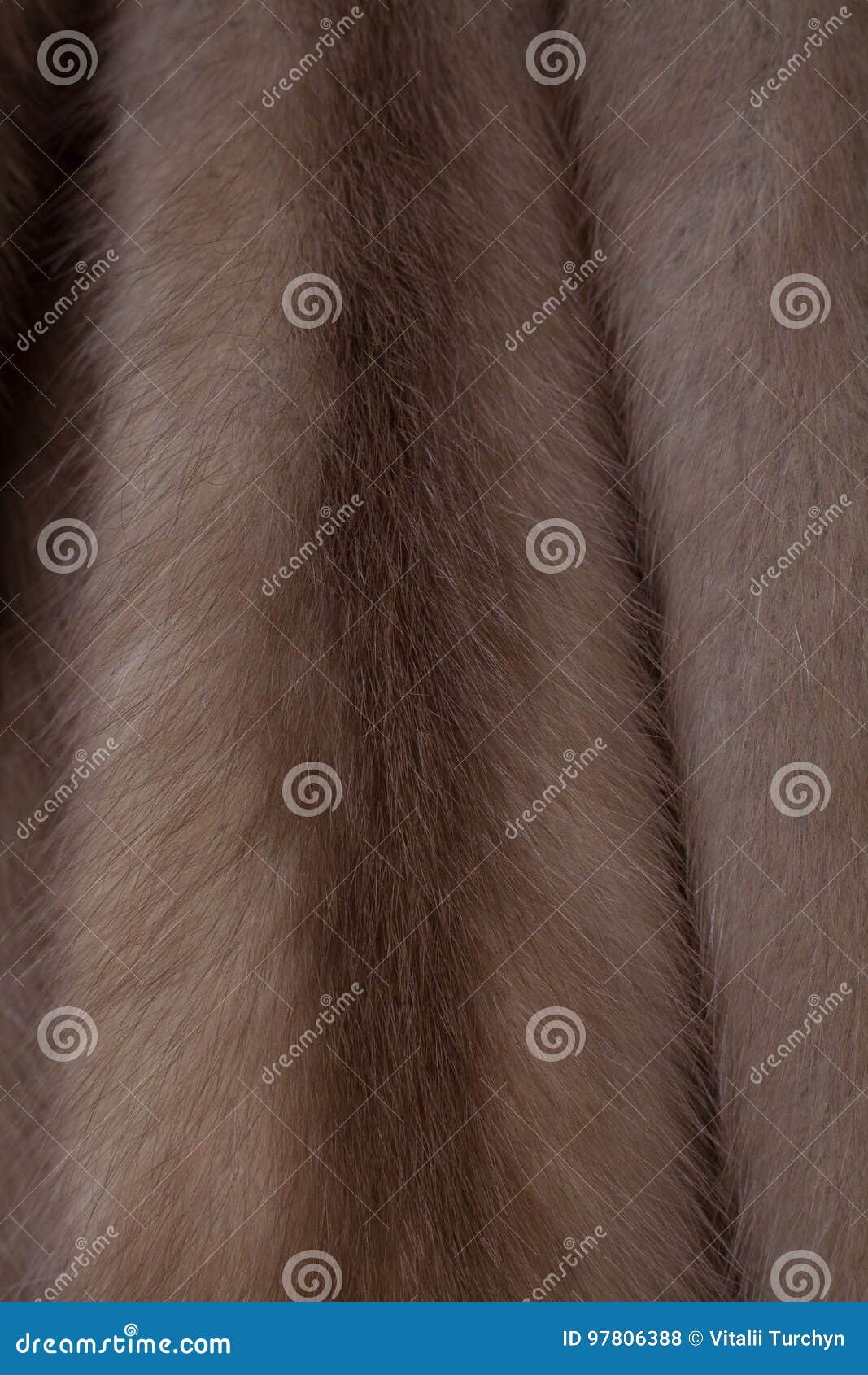 Fur texture stock photo. Image of hair, texture, soft - 97806388