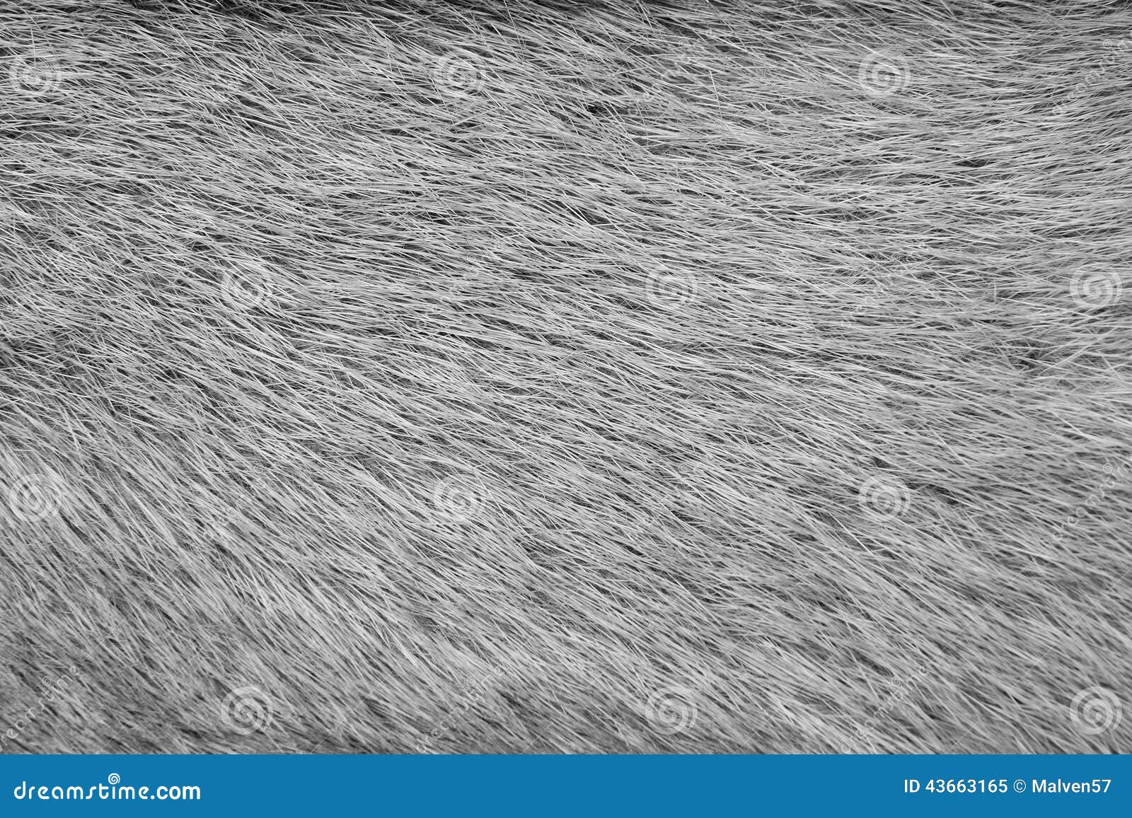 Fur texture of gray color stock image. Image of hair - 43663165