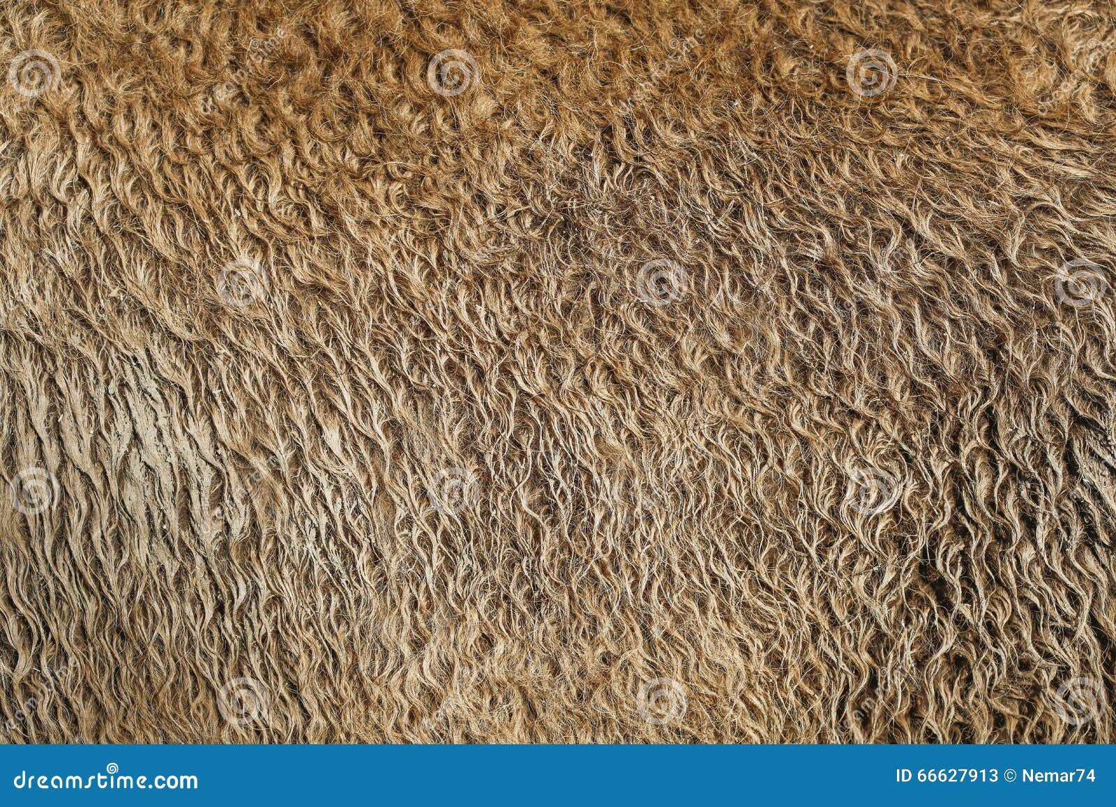Fur texture old bison hair stock image. Image of textured - 66627913