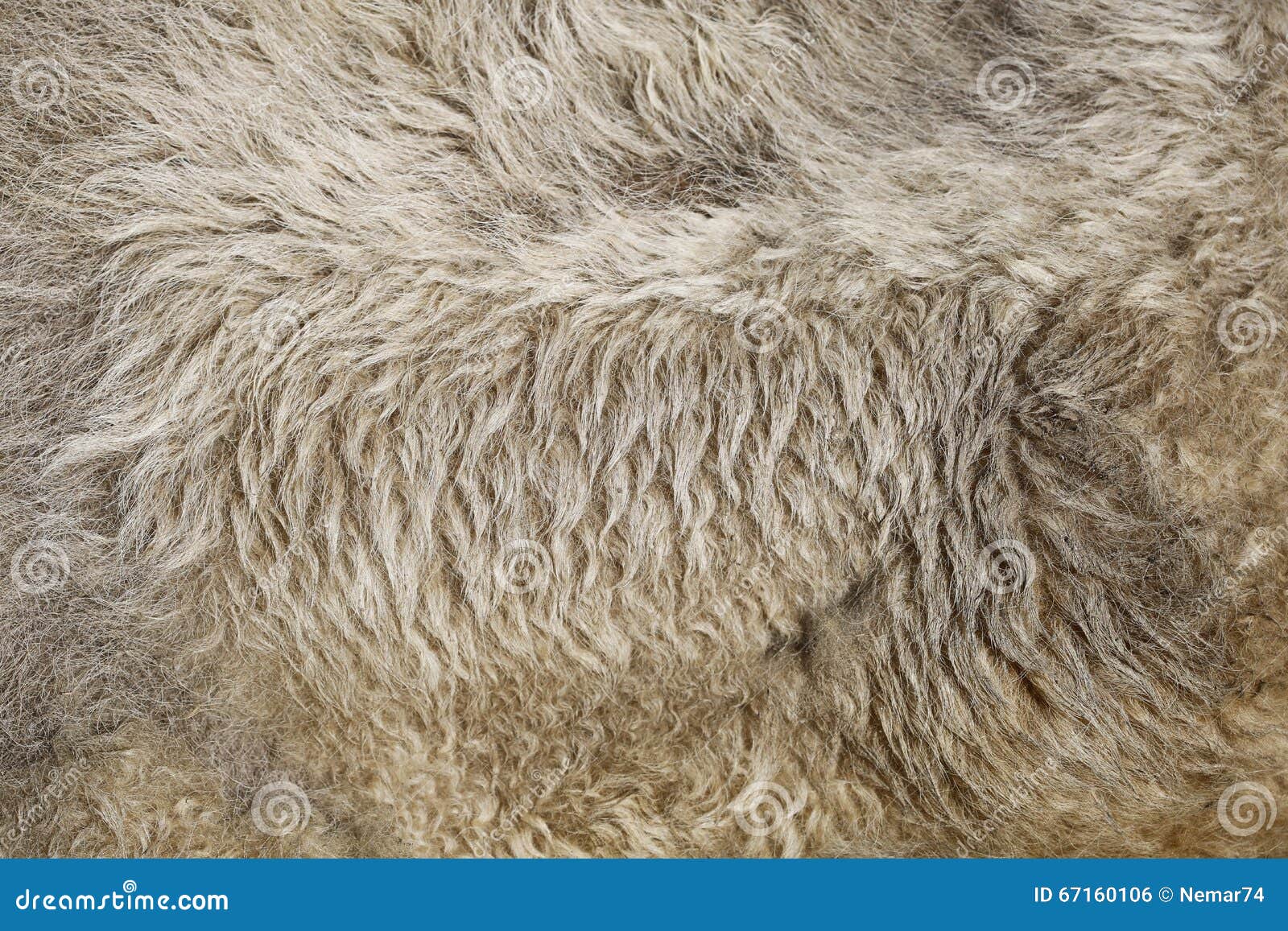Fur texture old bison hair stock photo. Image of bison - 67160106