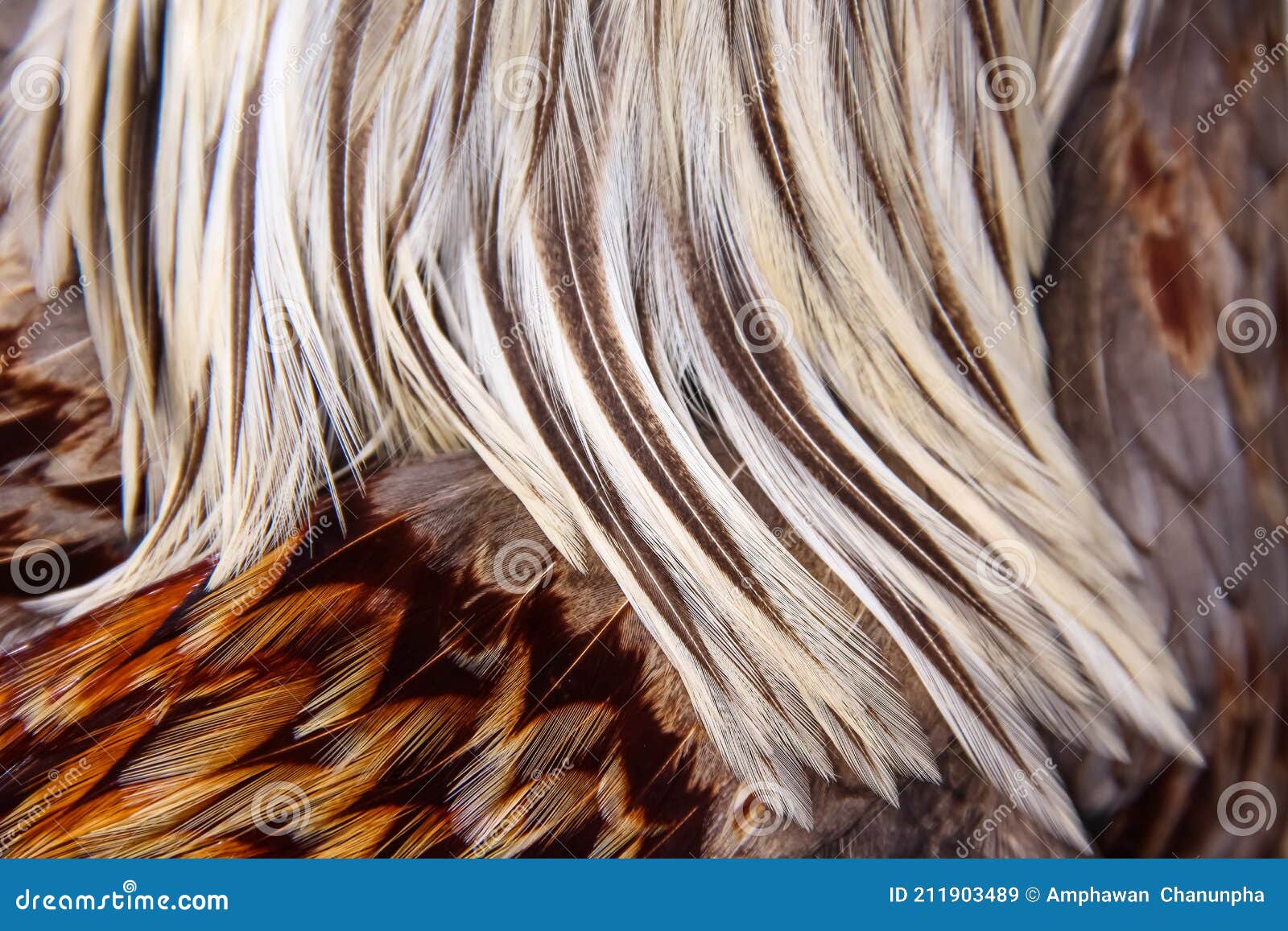 Fur Texture of Rooster with Long Beautiful Patterns Background Stock ...