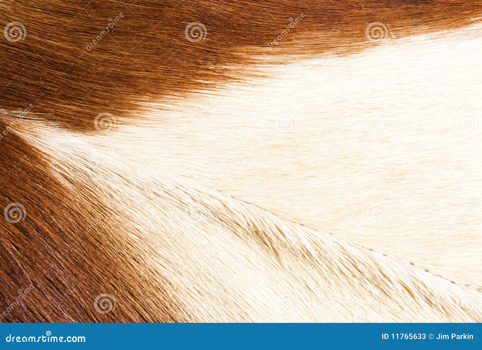 Fur textures stock image. Image of springbuck, material - 11765633