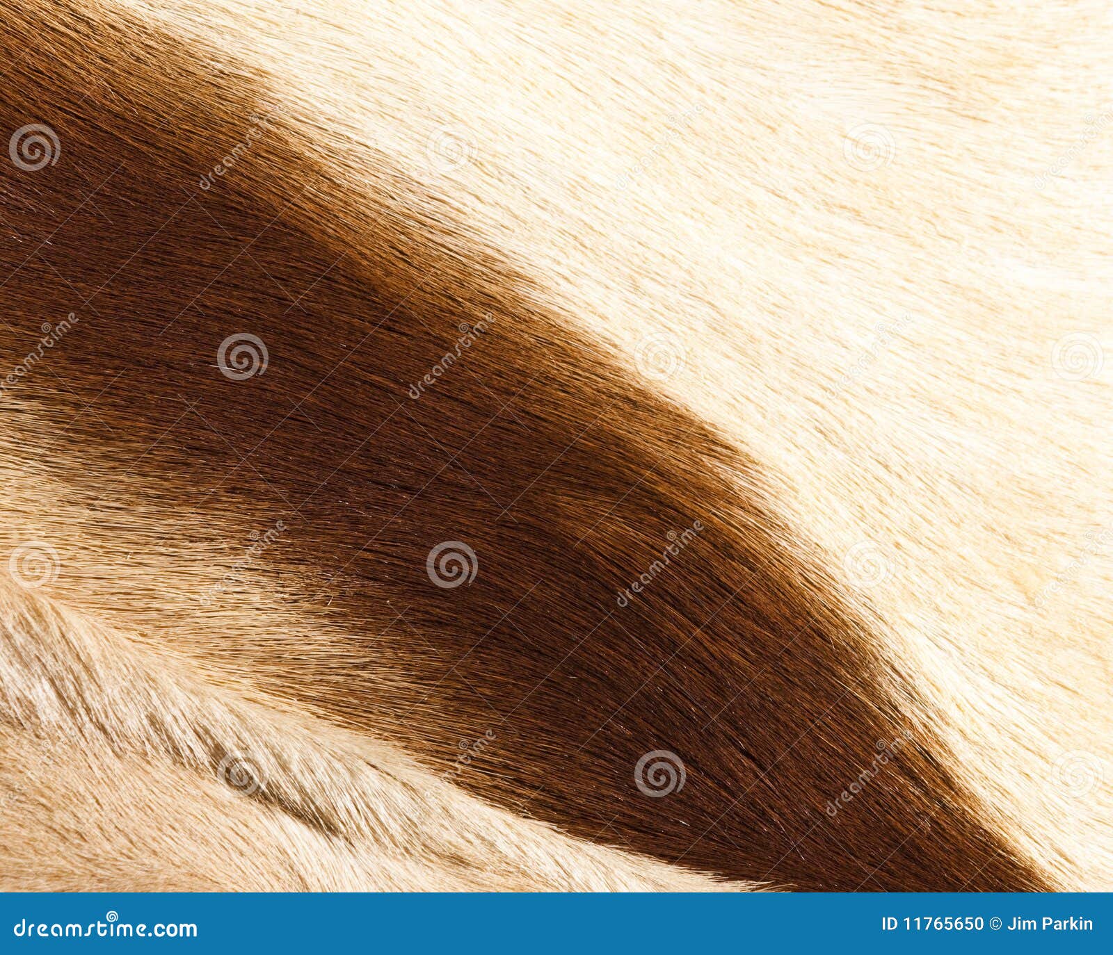 Fur textures stock photo. Image of detail, backdrop, skin - 11765650