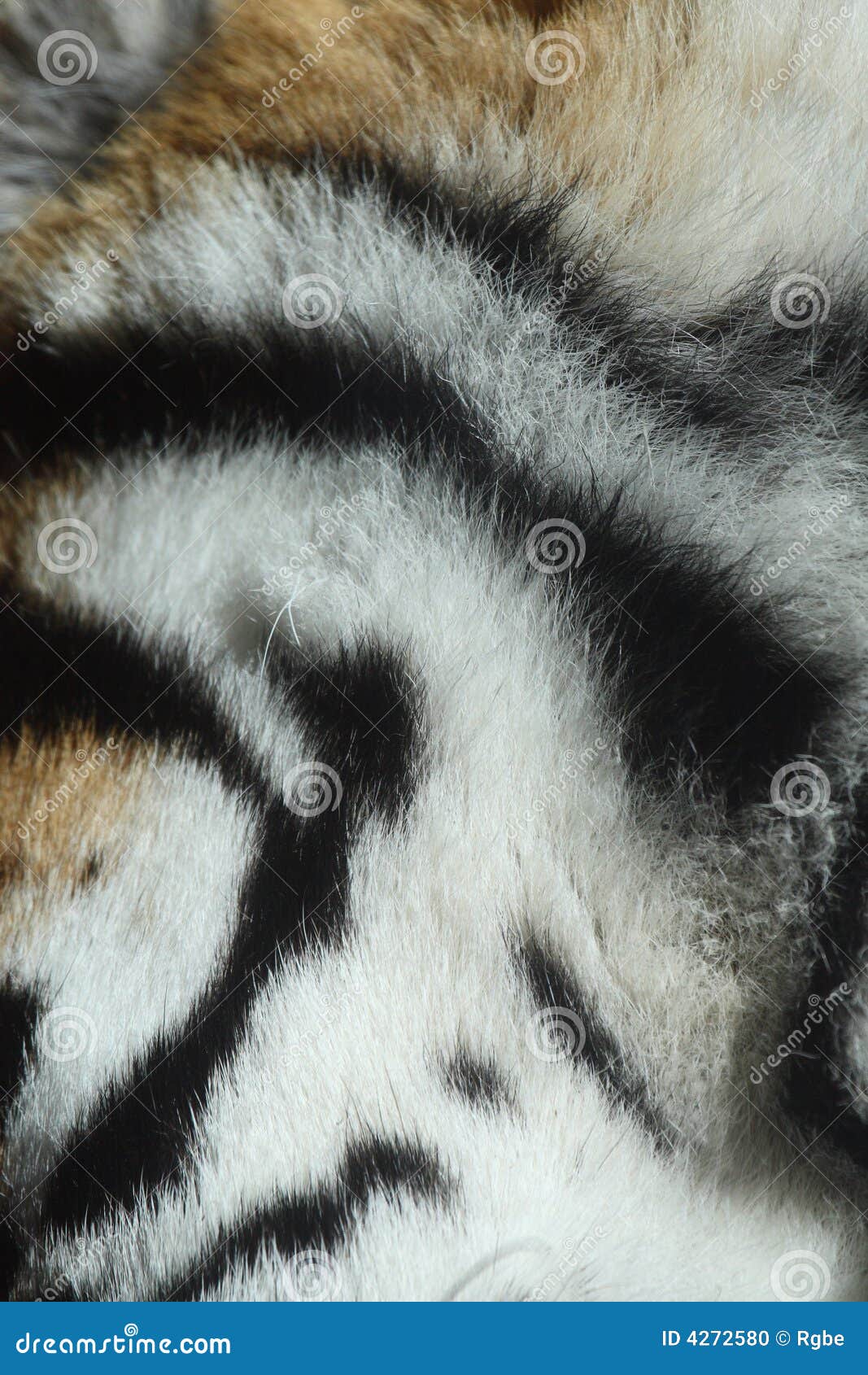 Fur of tiger stock photo. Image of beautiful, profile - 4272580