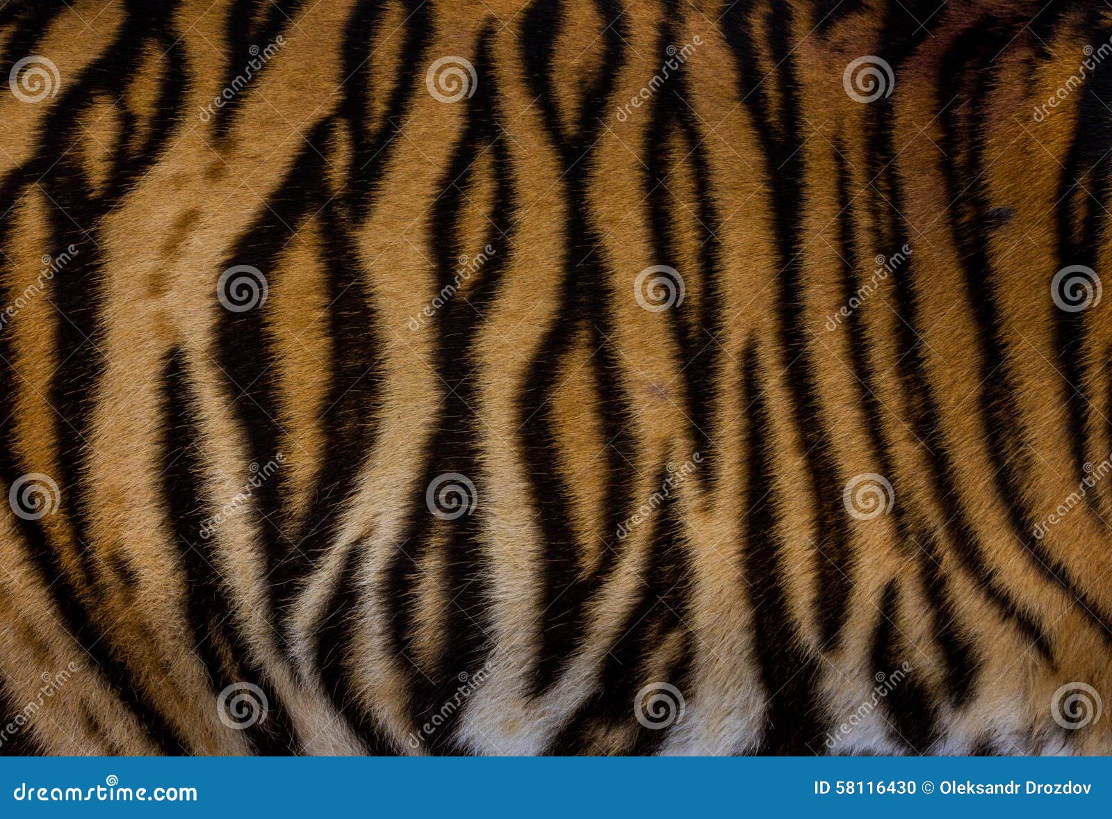 Fur of tiger stock photo. Image of frame, pattern, ornate - 58116430