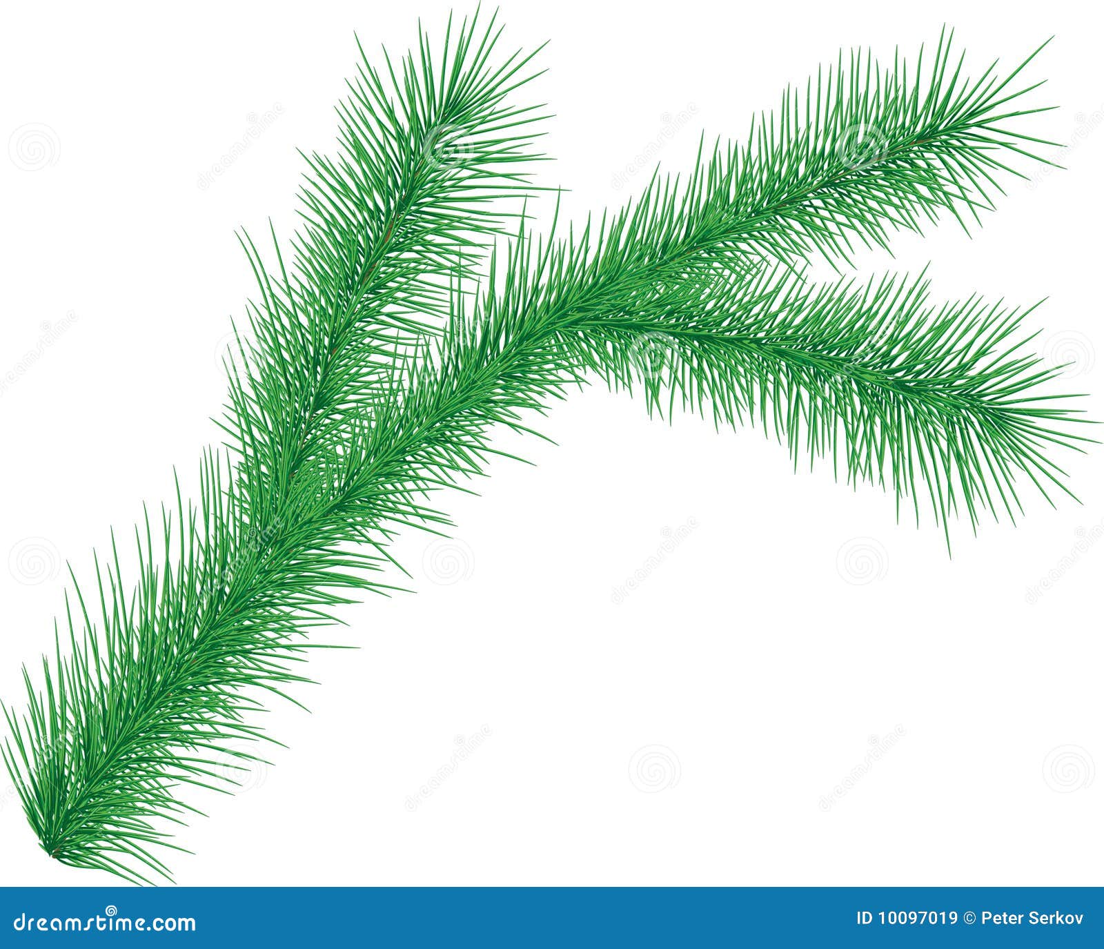 Fur-tree stock vector. Illustration of greens, nature - 10097019