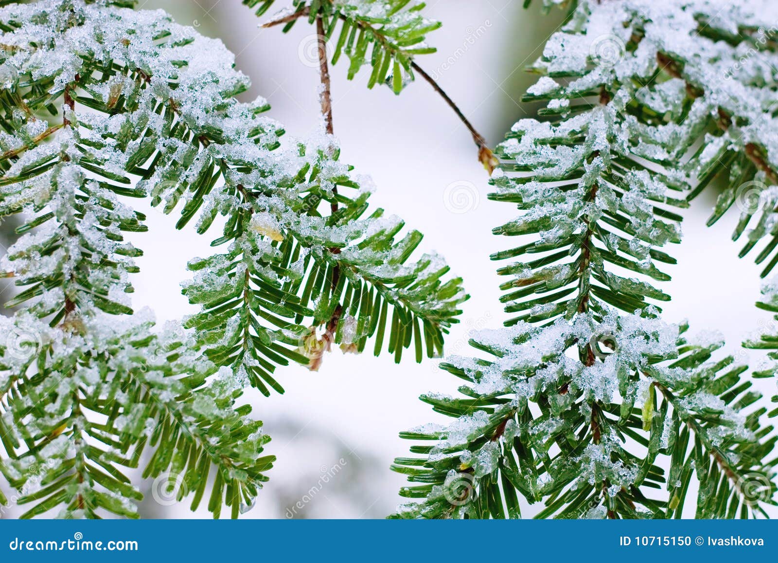 Fur tree stock photo. Image of december, tree, branch - 10715150