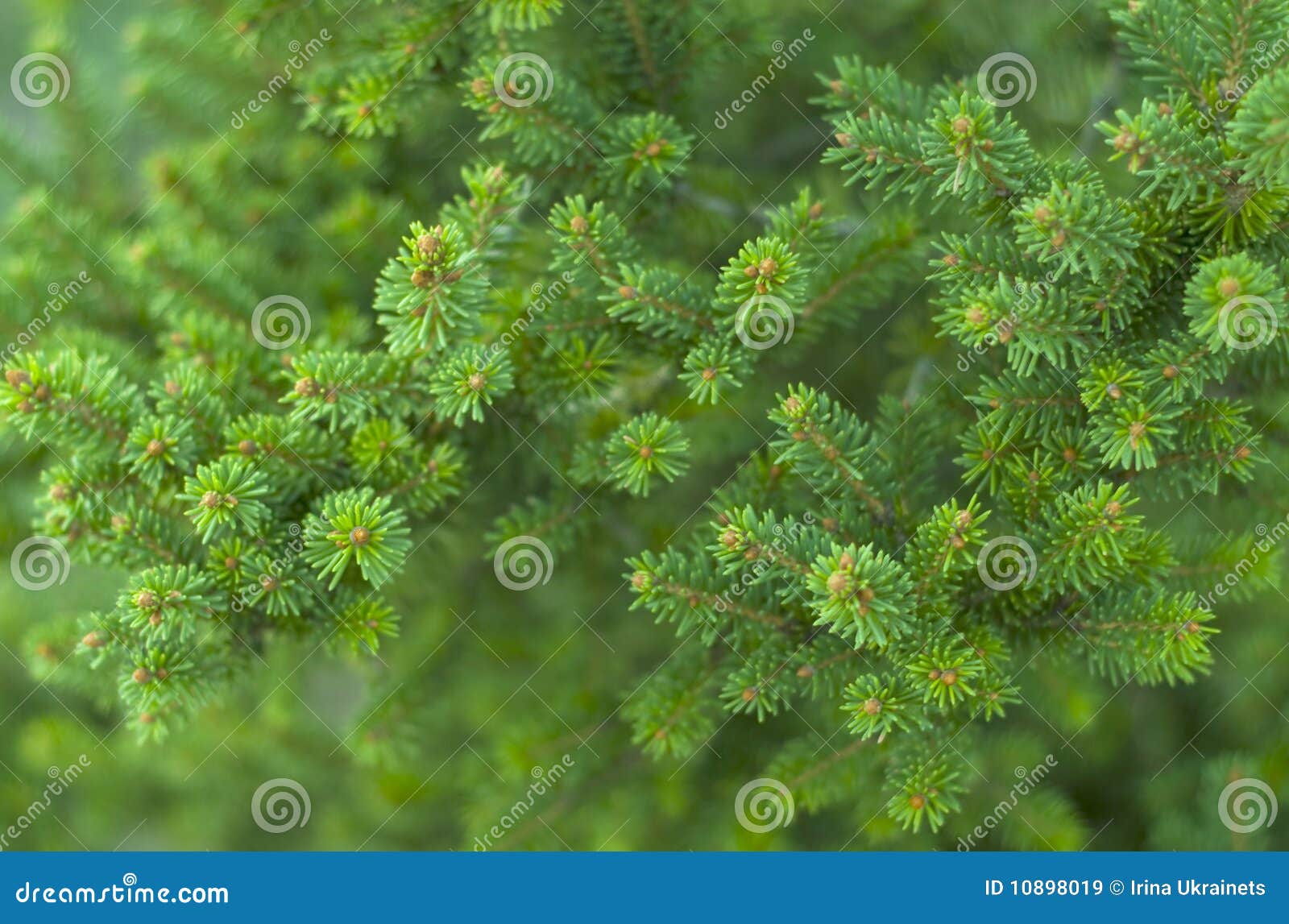 Fur-tree stock image. Image of macro, cold, environment - 10898019