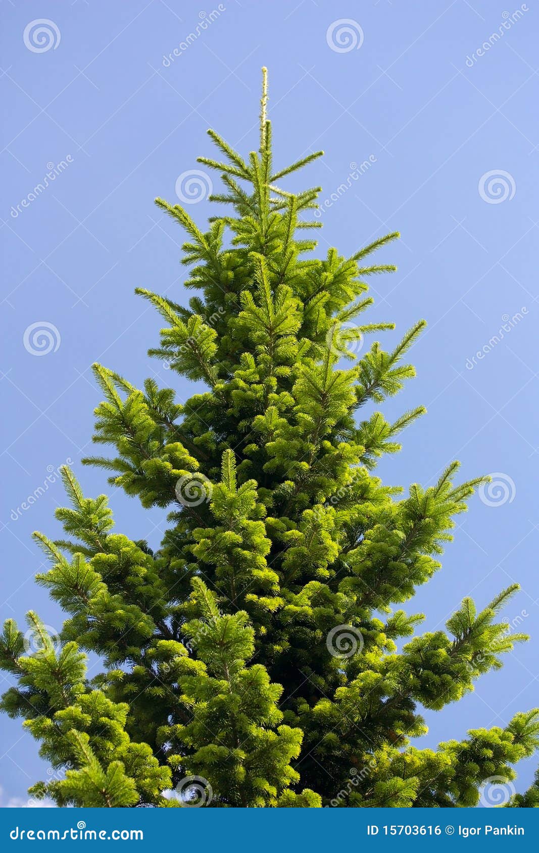 Fur-tree stock photo. Image of holiday, isolated, bush - 15703616