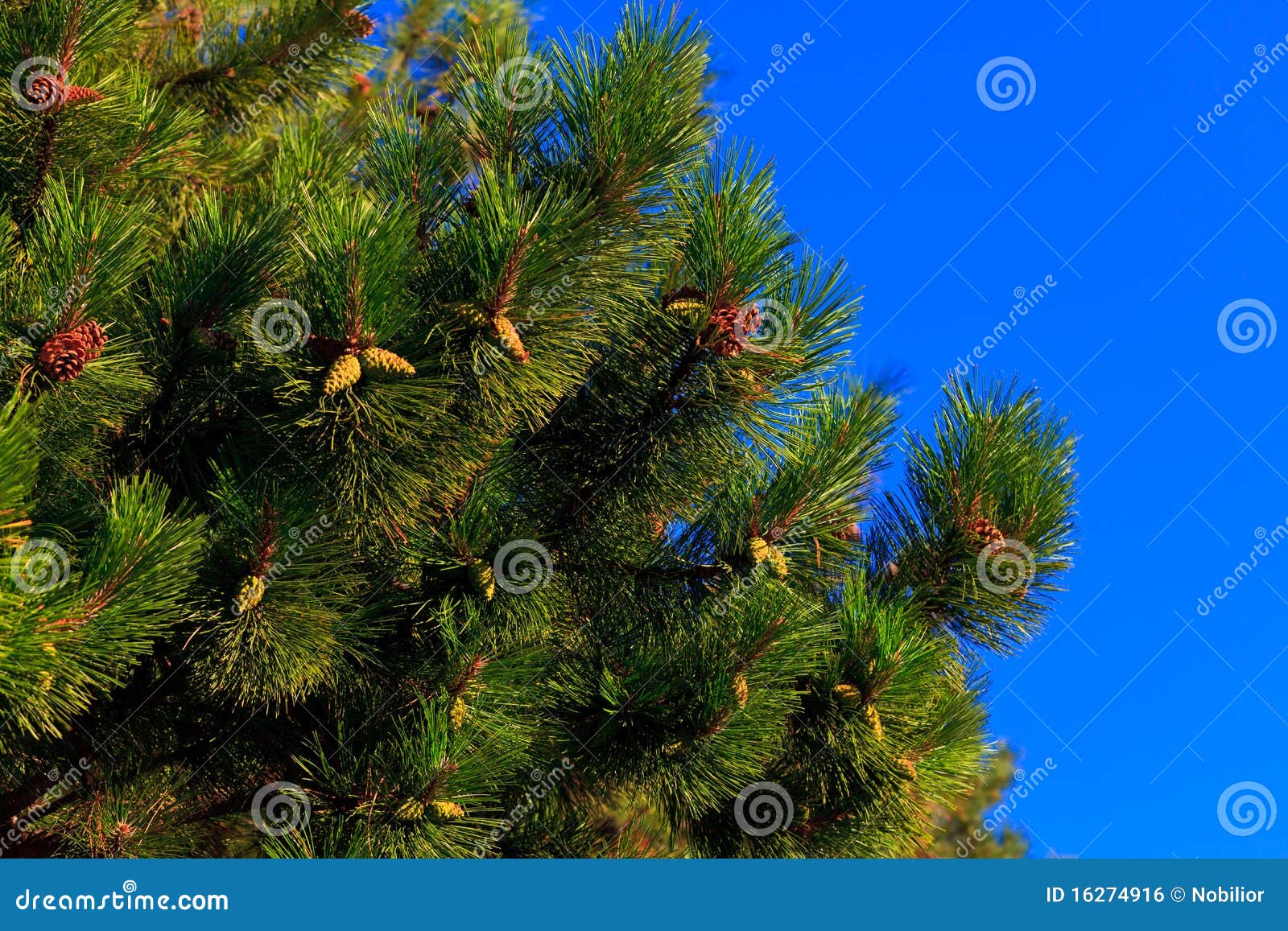 A fur-tree stock photo. Image of bright, environment - 16274916