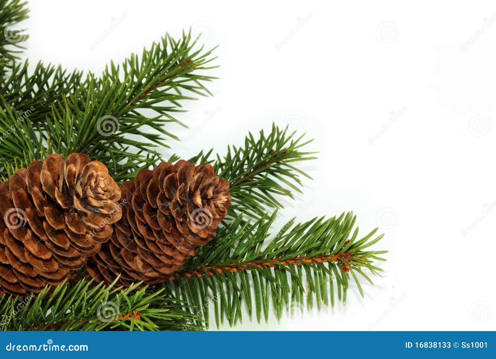 Fur-tree stock image. Image of celebrate, close, branch - 16838133