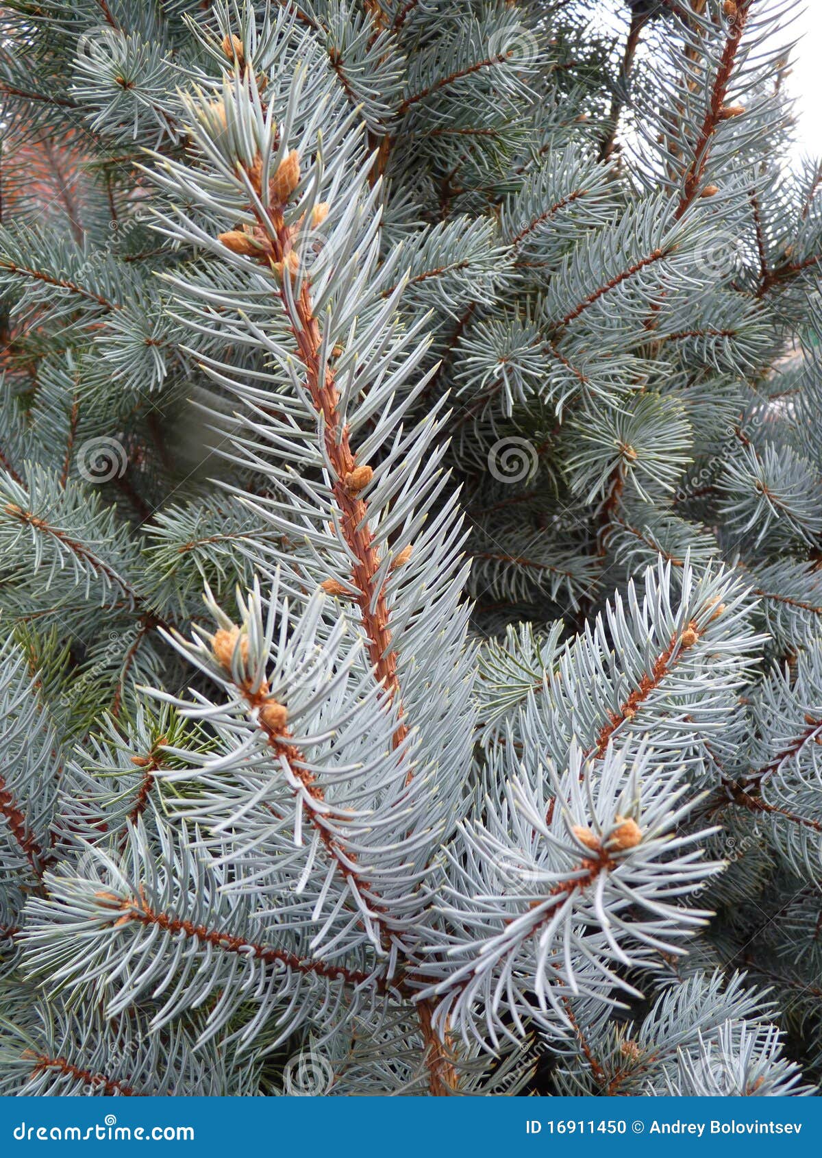 Fur-tree stock photo. Image of needles, branch, tree - 16911450