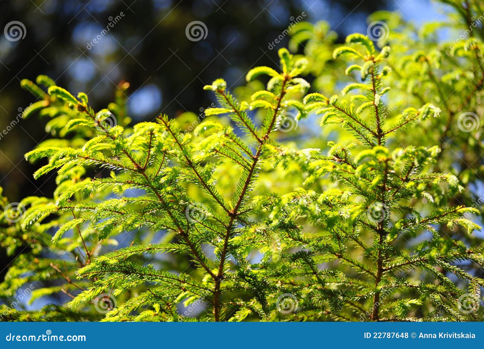 Fur-tree stock photo. Image of conifer, needle, green - 22787648