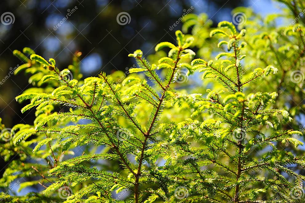 Fur-tree stock photo. Image of conifer, needle, green - 22787648