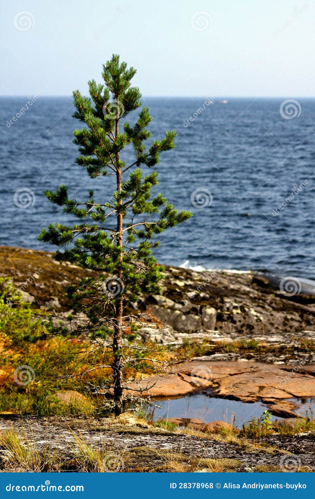 Fur tree stock photo. Image of beach, grass, coastline - 28378968