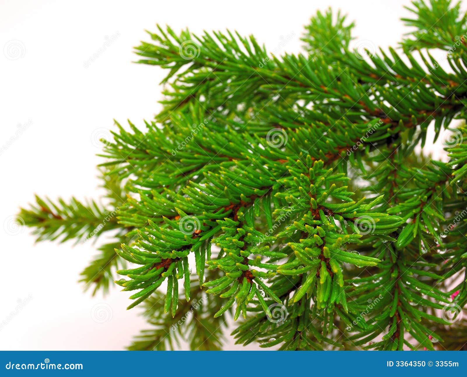 Fur-tree stock photo. Image of spruce, tree, drops, waters - 3364350