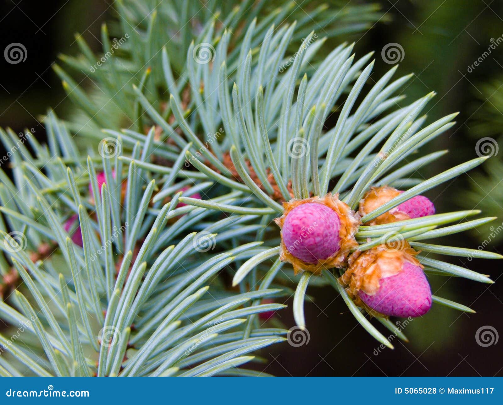 Fur-tree stock photo. Image of religious, isolated, christmas - 5065028