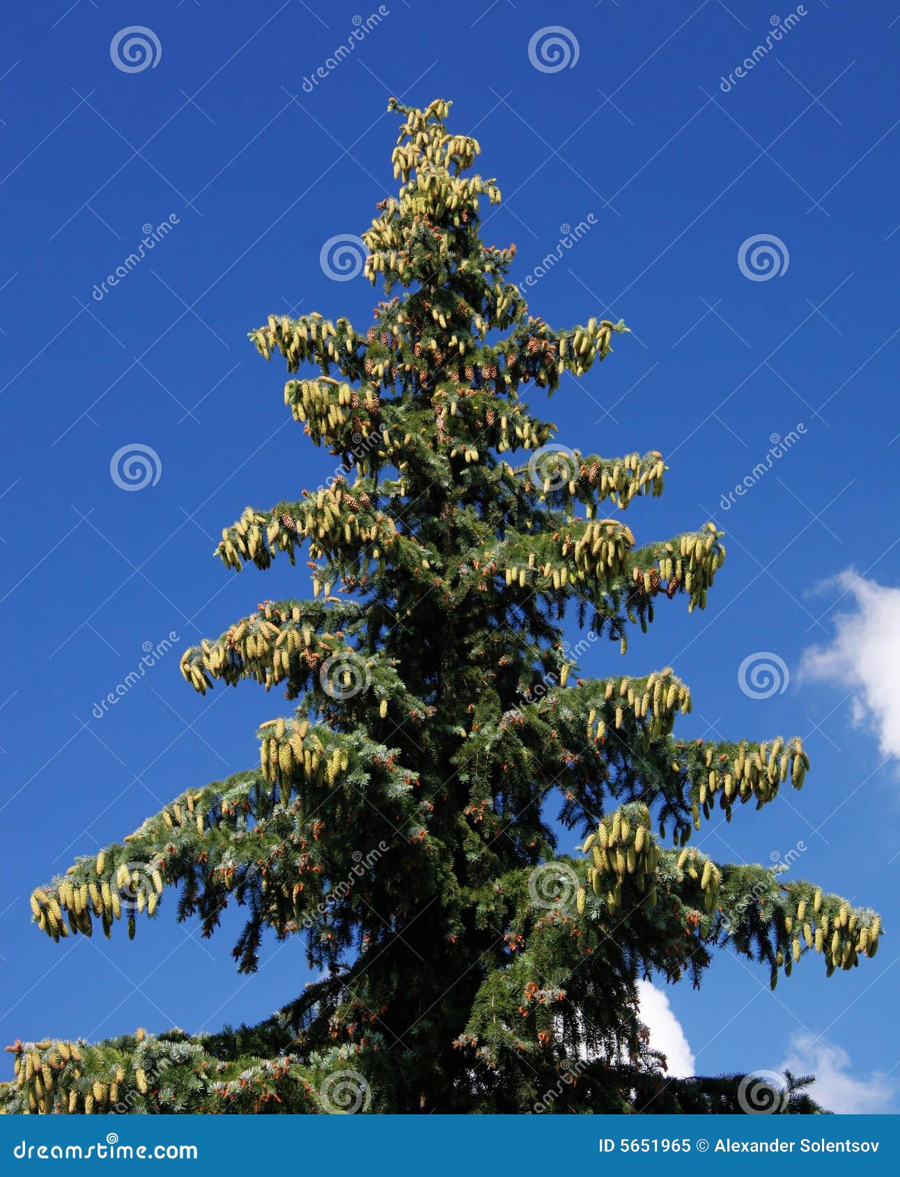 Fur-tree Royalty Free Stock Photo - Image: 5651965