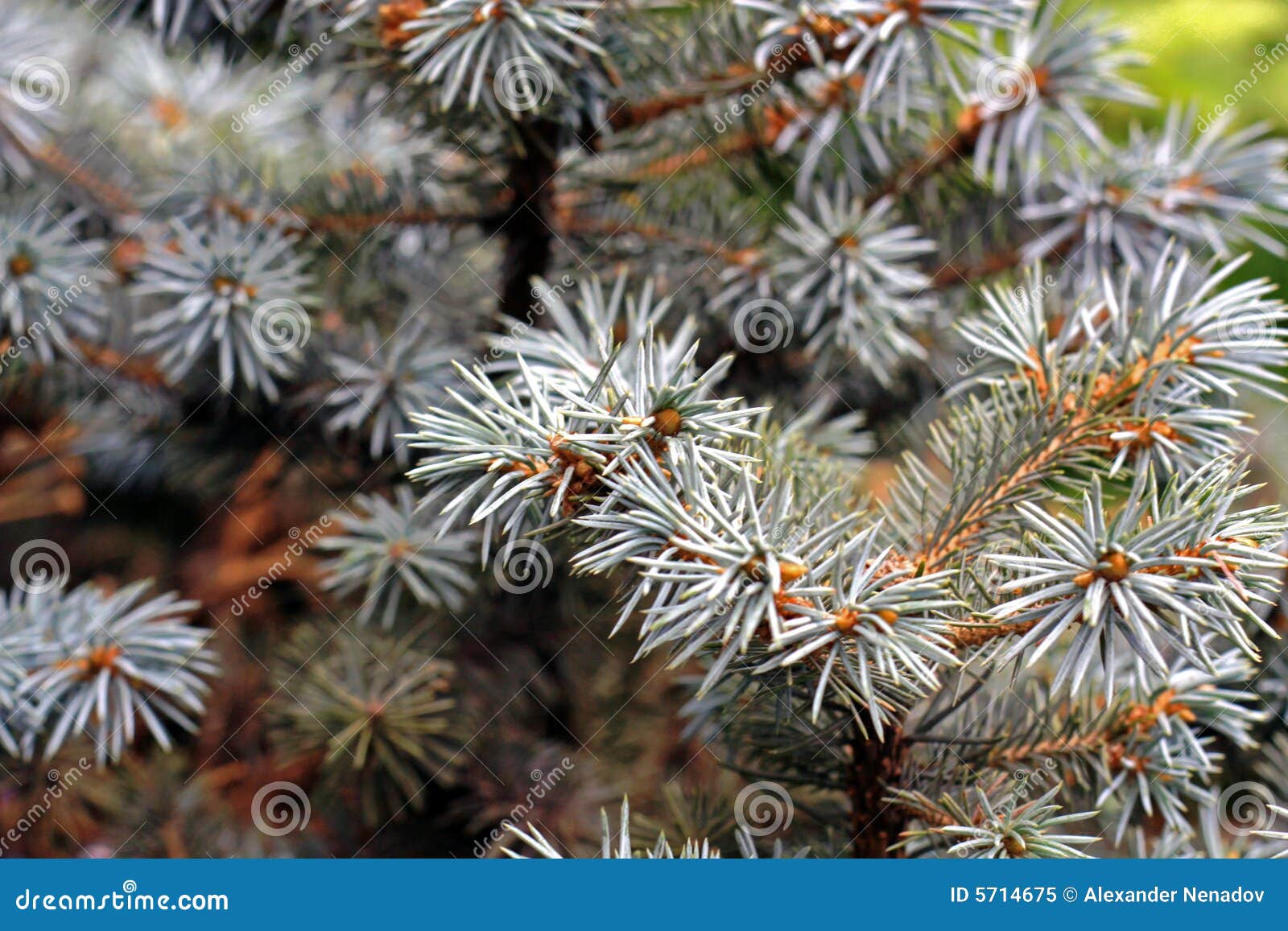 Fur-tree stock image. Image of orange, green, beautiful - 5714675