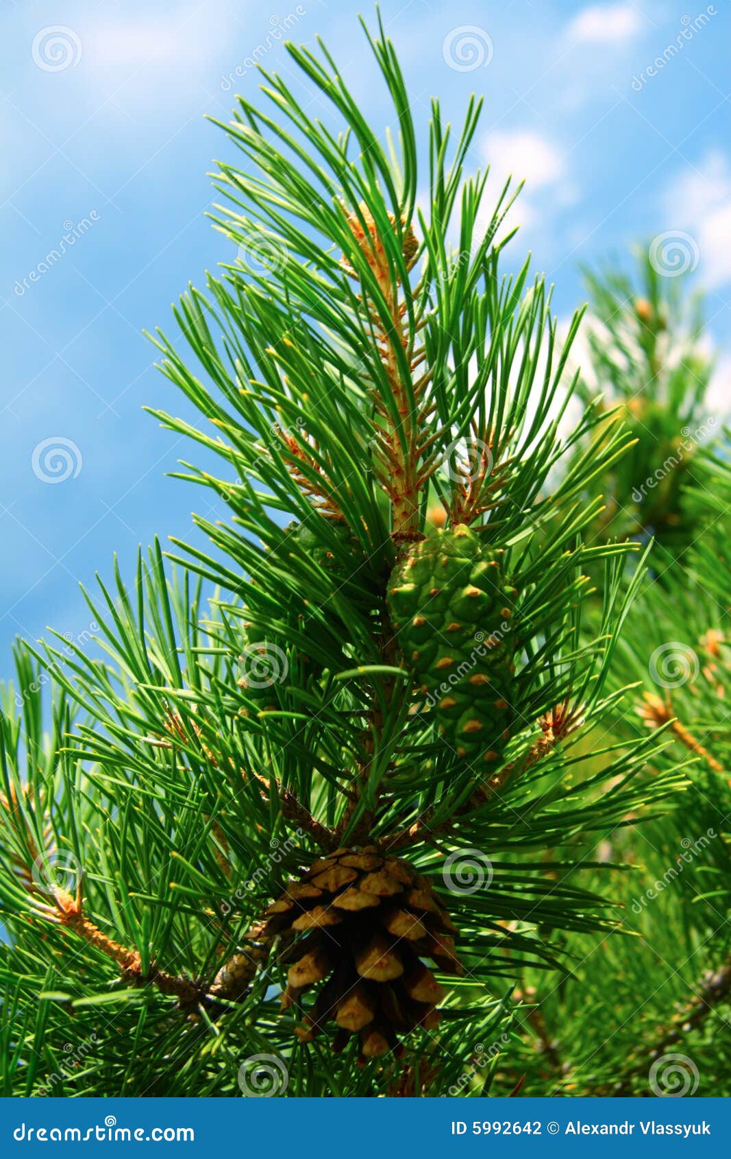 Fur-tree Stock Photography - Image: 5992642