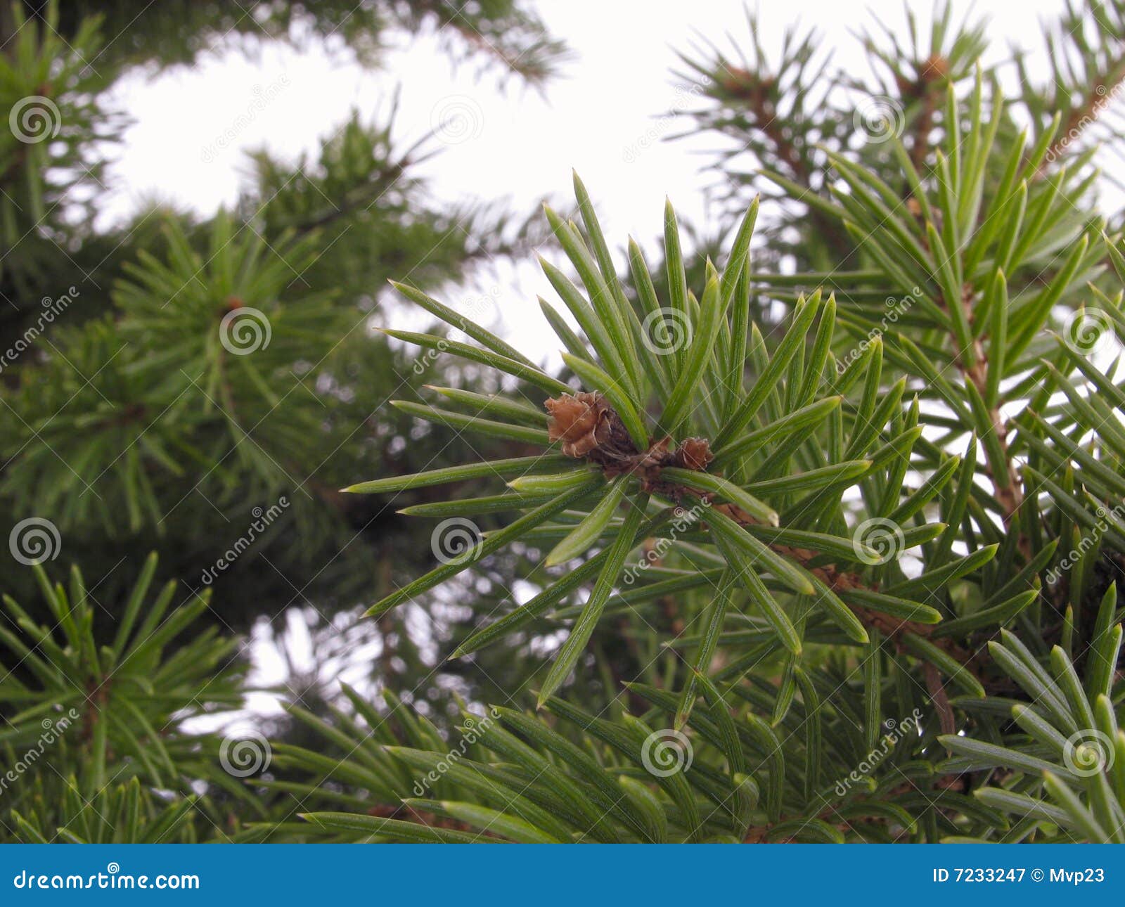 Fur-tree stock image. Image of tree, fragment, branch - 7233247