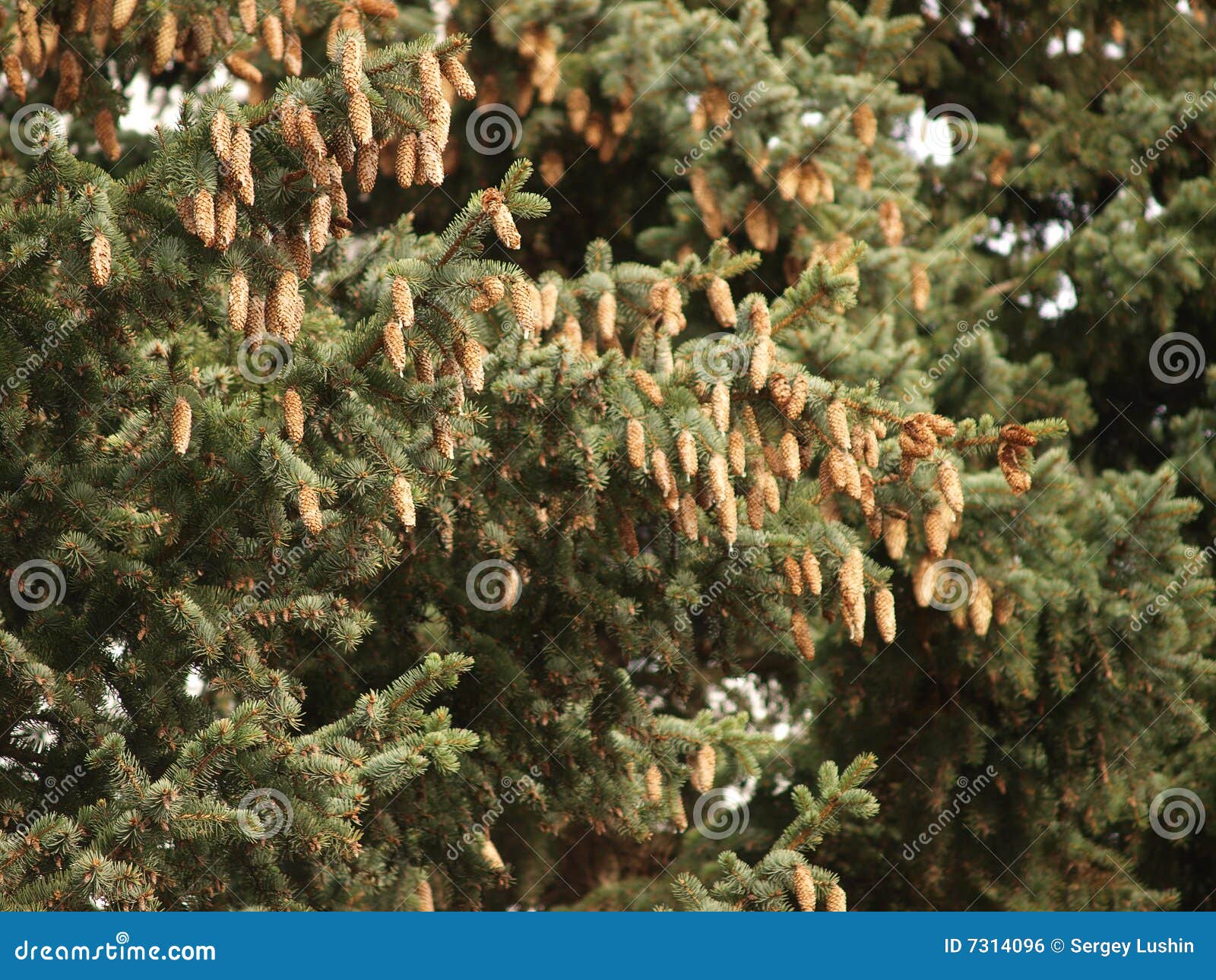 Fur-tree stock photo. Image of branch, twig, plant, cones - 7314096