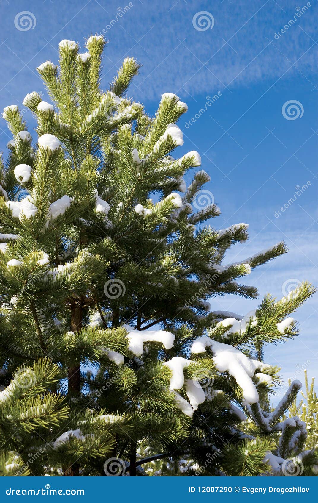 Fur-tree Against the Blue Sky Stock Photo - Image of cold, snowing ...