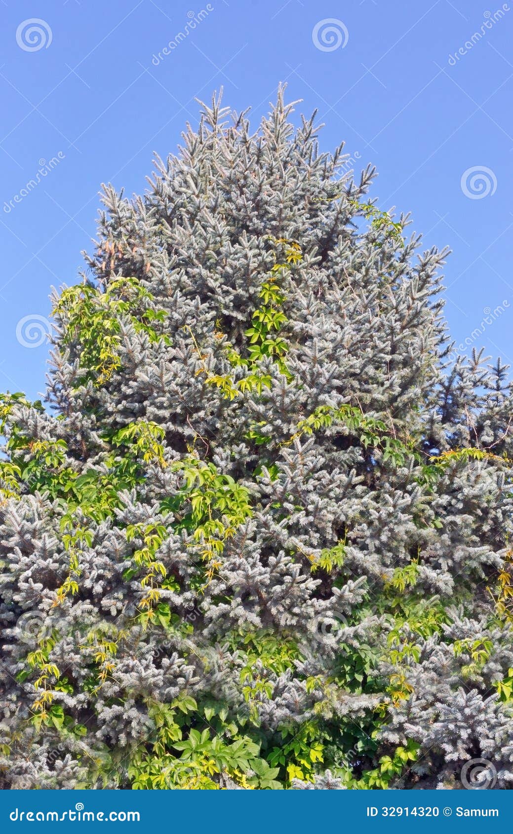 A Fur-tree Against the Blue Sky Stock Photo - Image of isolated ...