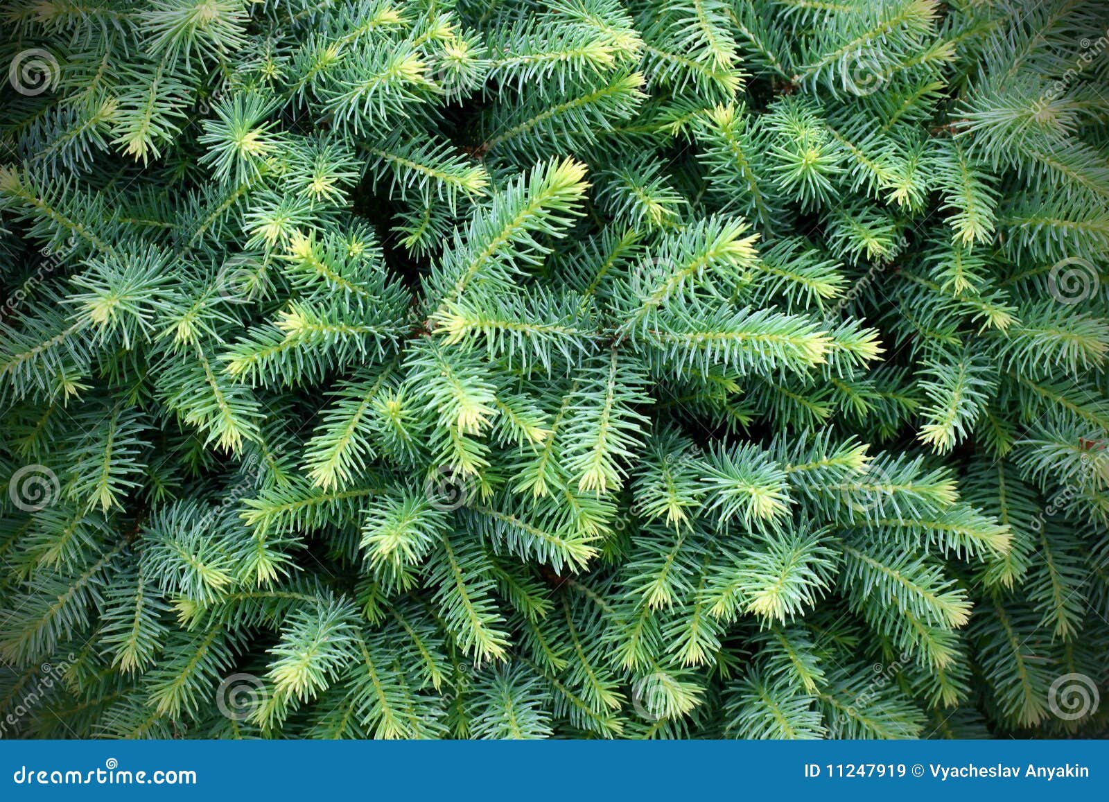 Fur-tree background stock image. Image of cedar, coniferous - 11247919